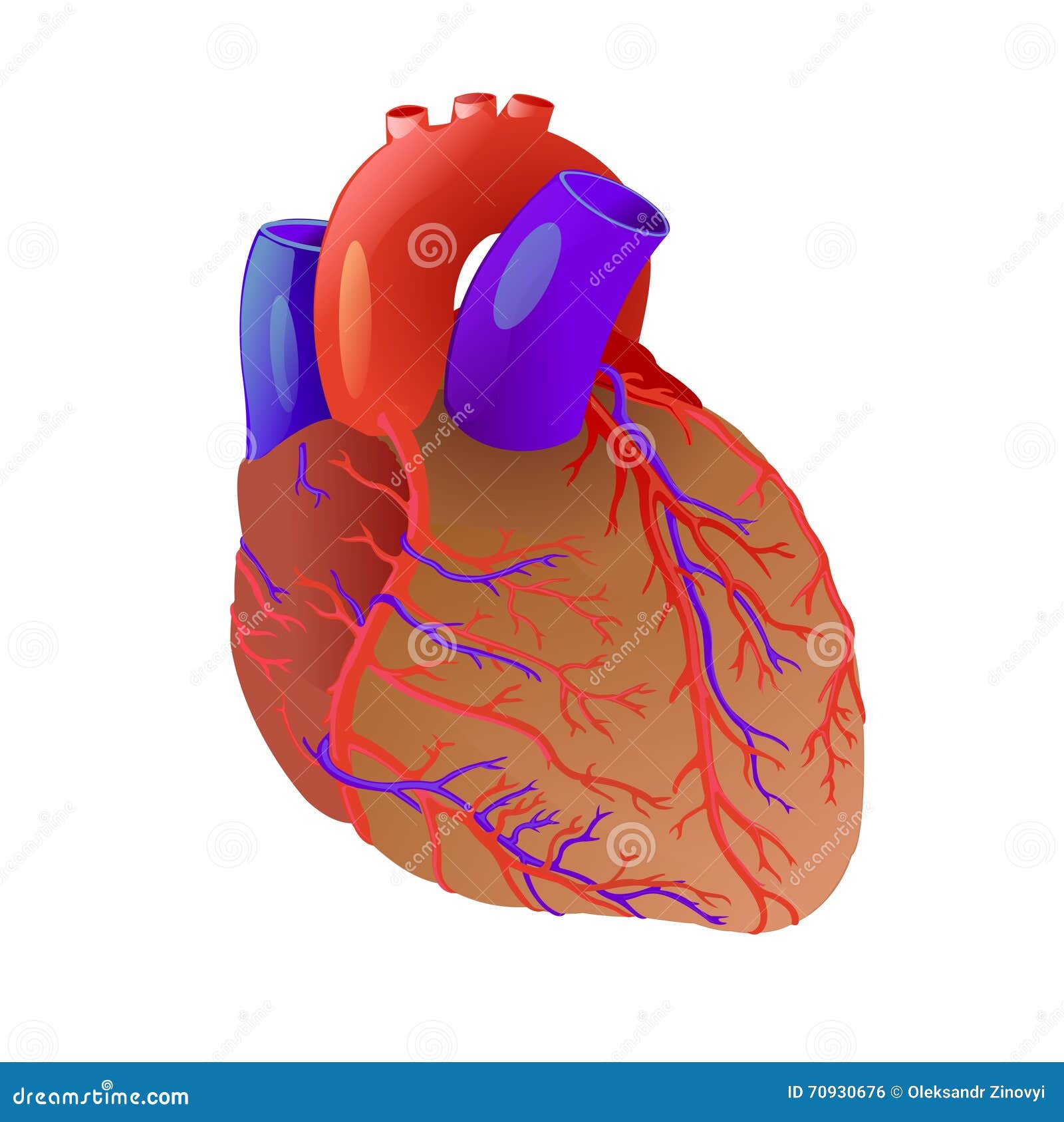 Infarct: Colorful Human Heart And Cardiogram On The White Stock ...