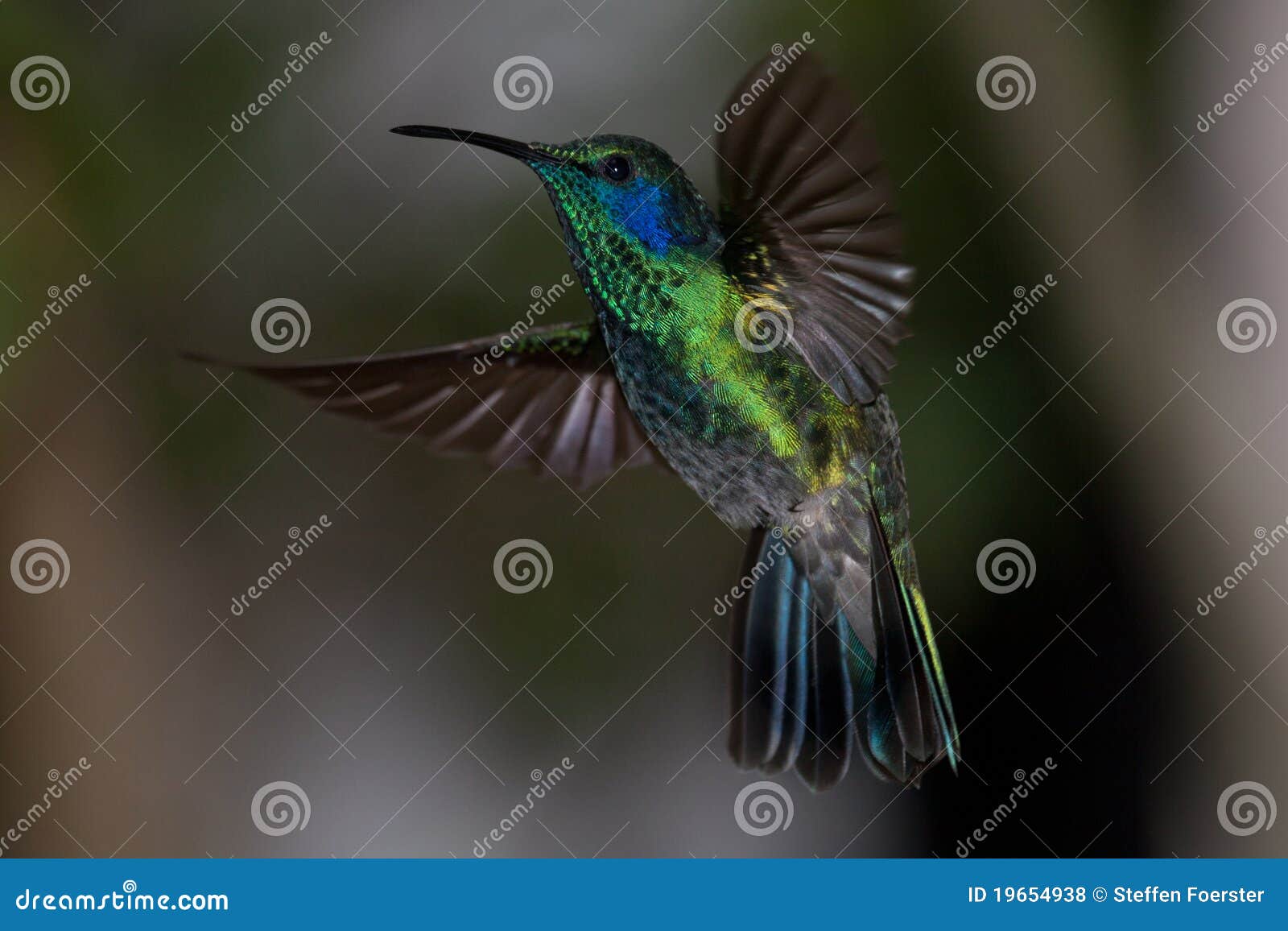 Colorful Hummingbird from Costa Rica in Flight Stock Photo - Image of ...