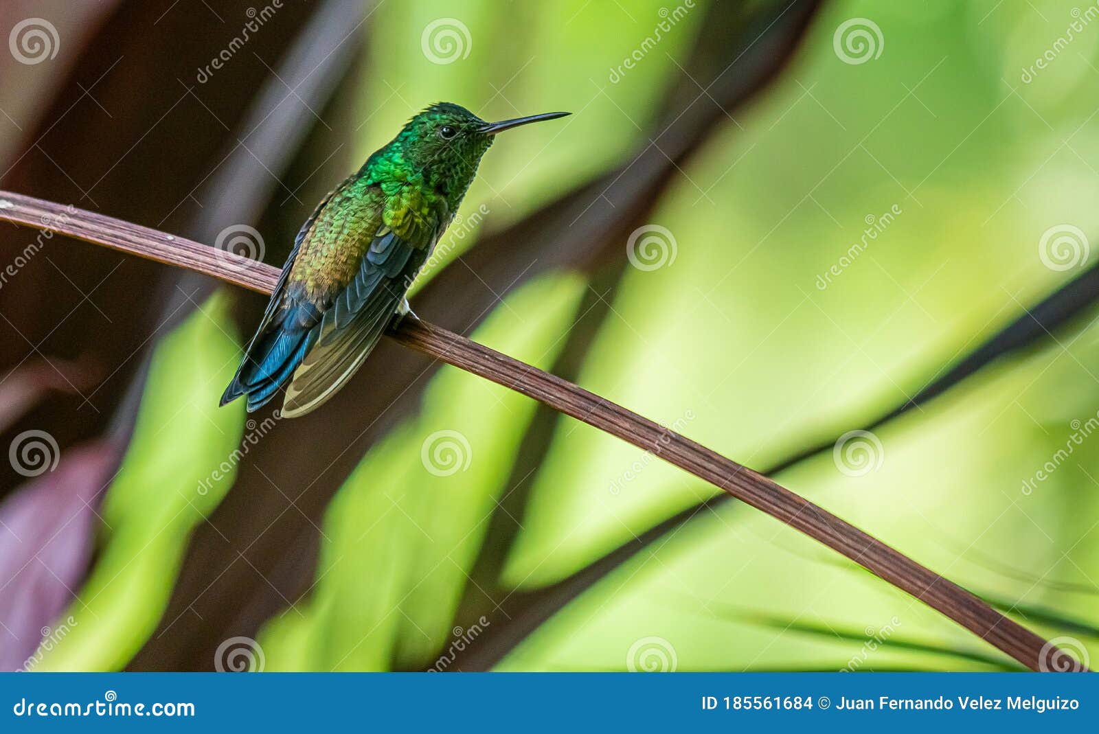 Colorful Hummingbird Standing on a Branch Stock Photo - Image of float ...