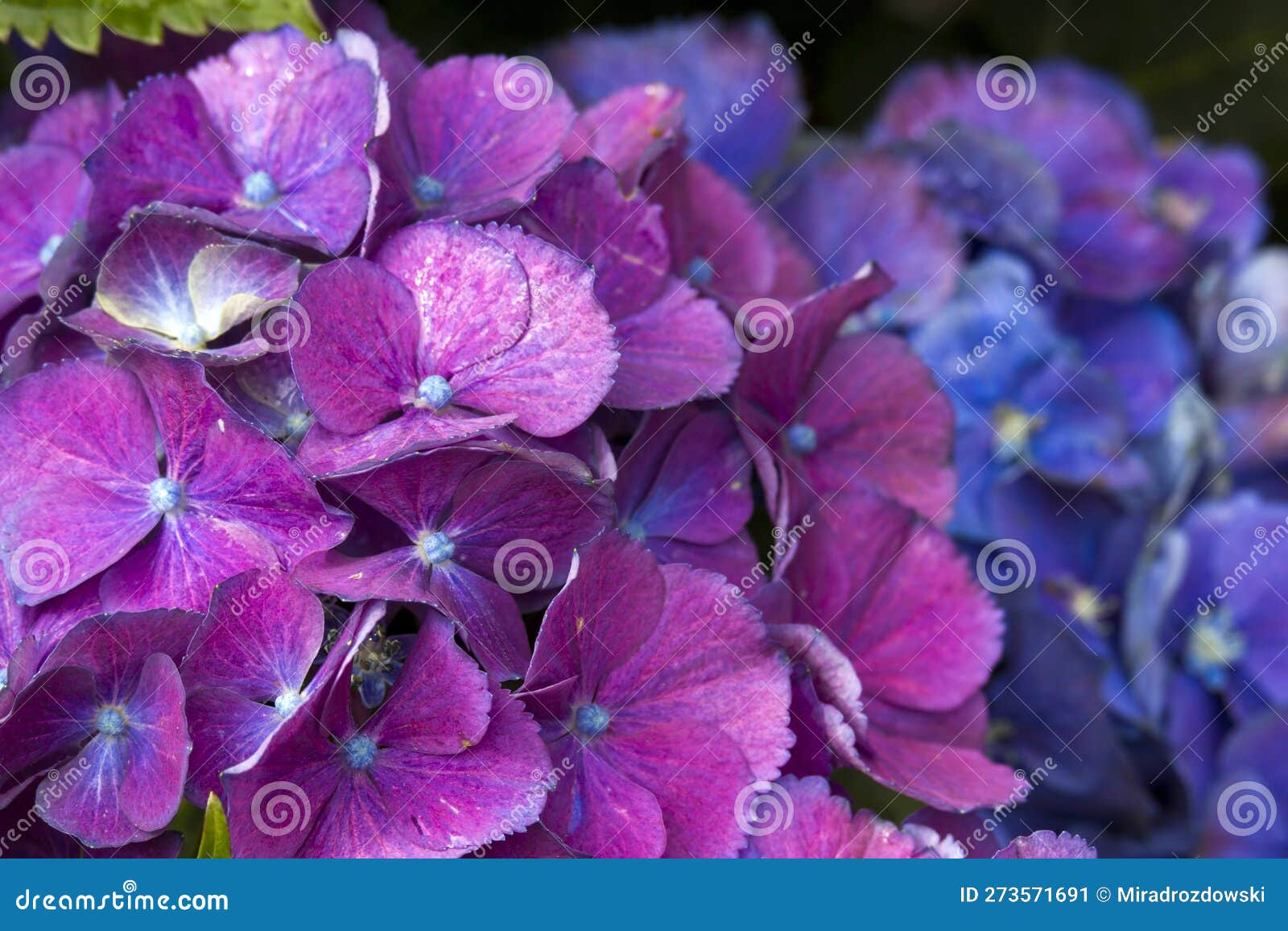 Colorful Hydrangea Flower Background Stock Image - Image of colorful ...