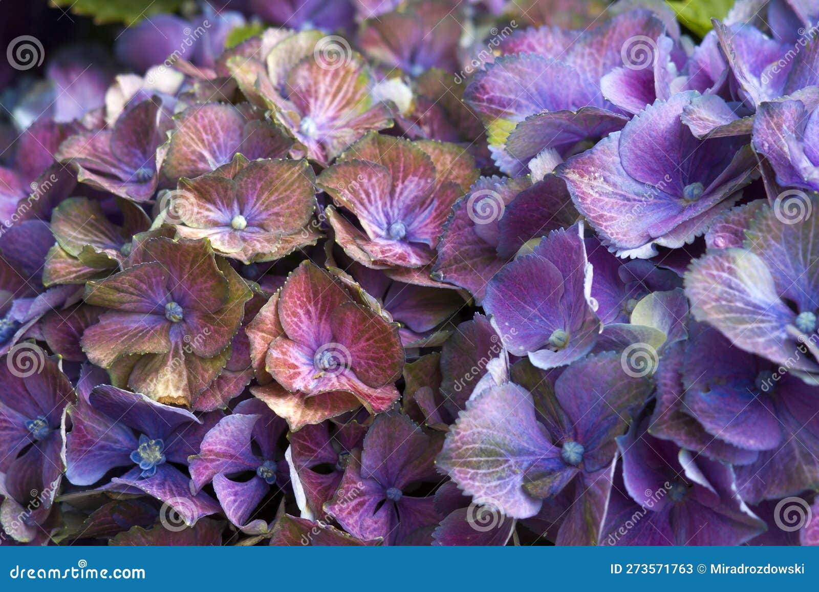 Colorful Hydrangea Flower Background Stock Image - Image of blossom ...