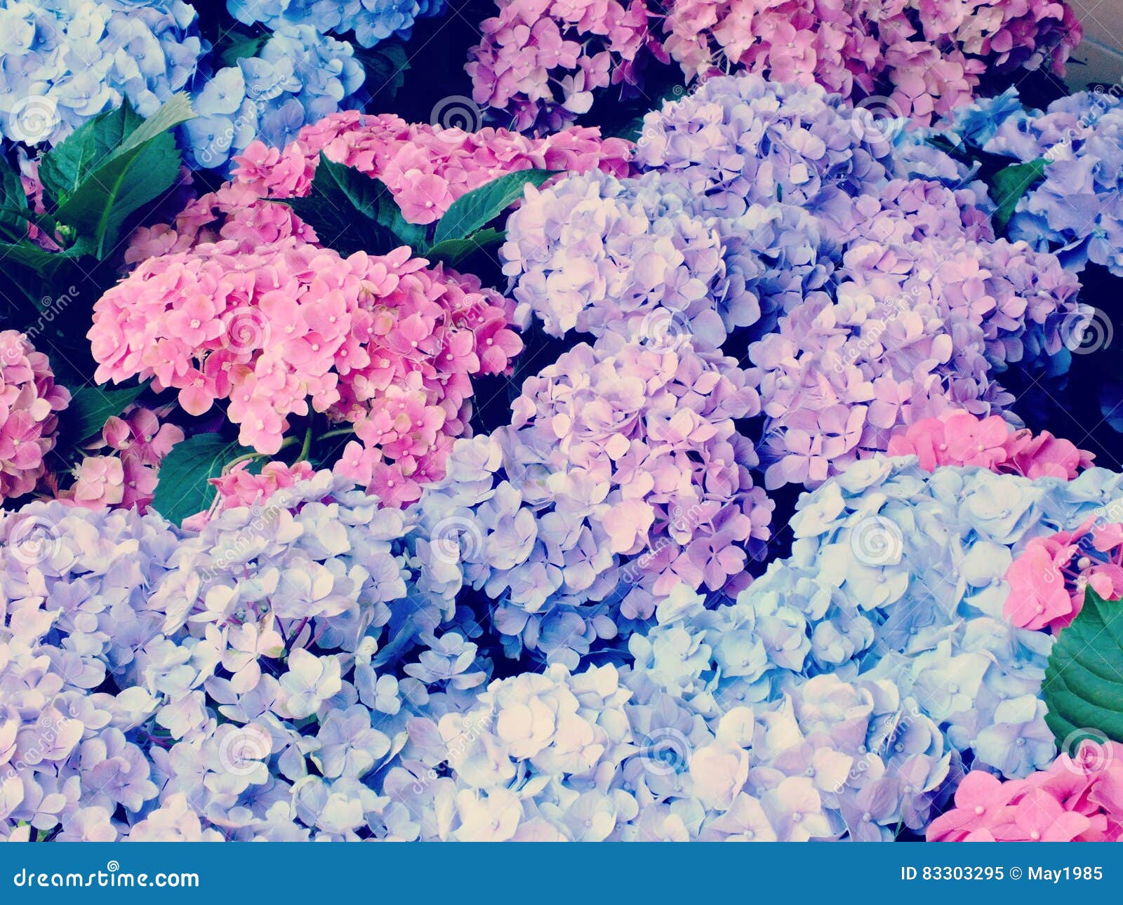 Colorful Hydrangea Flower Bouquet Stock Image - Image of gardening ...