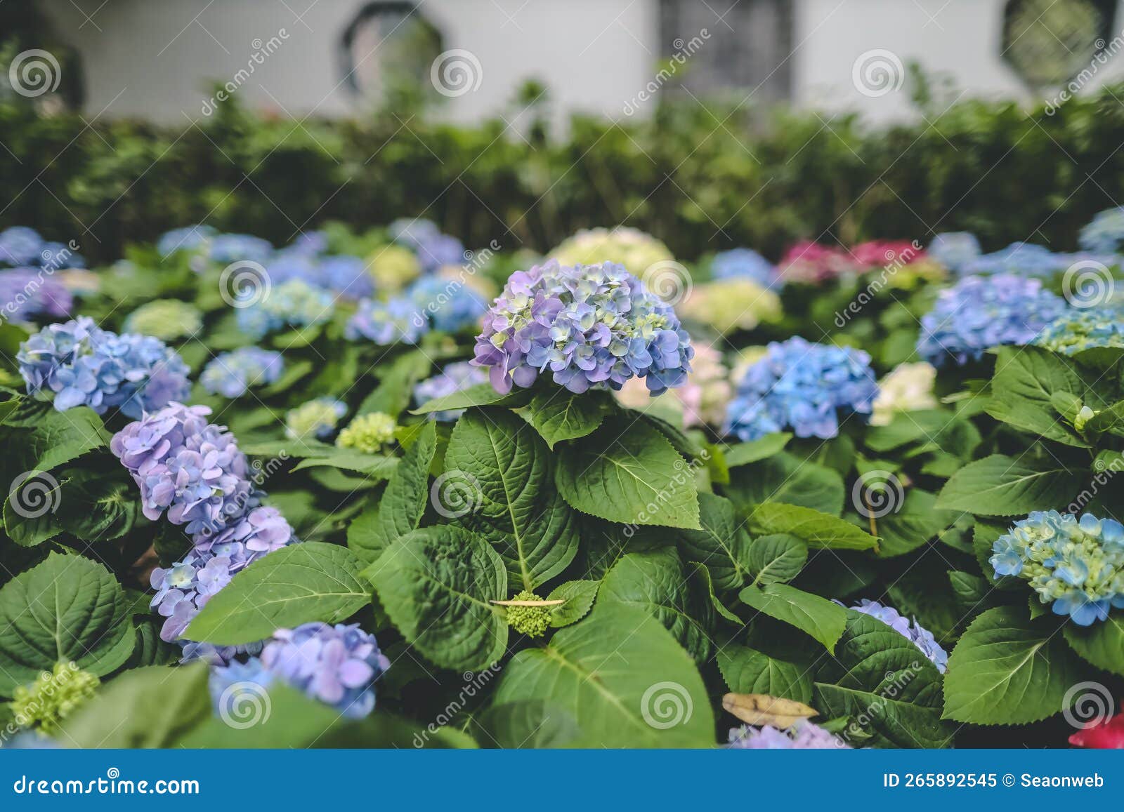 Colorful Hydrangea Flower Garden , Nature Concept Stock Image - Image ...