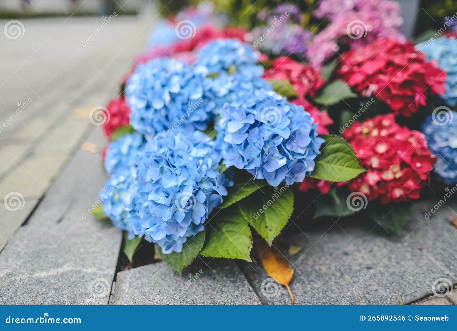 Colorful Hydrangea Flower Garden , Nature Concept Stock Photo - Image ...