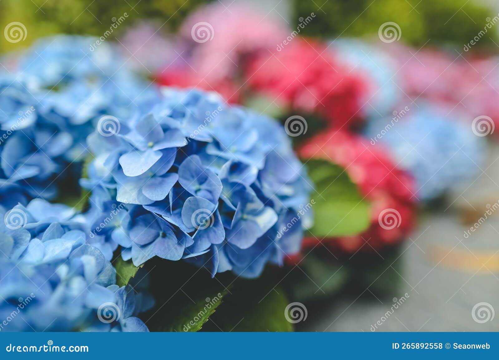 Colorful Hydrangea Flower Garden , Nature Concept Stock Photo - Image ...