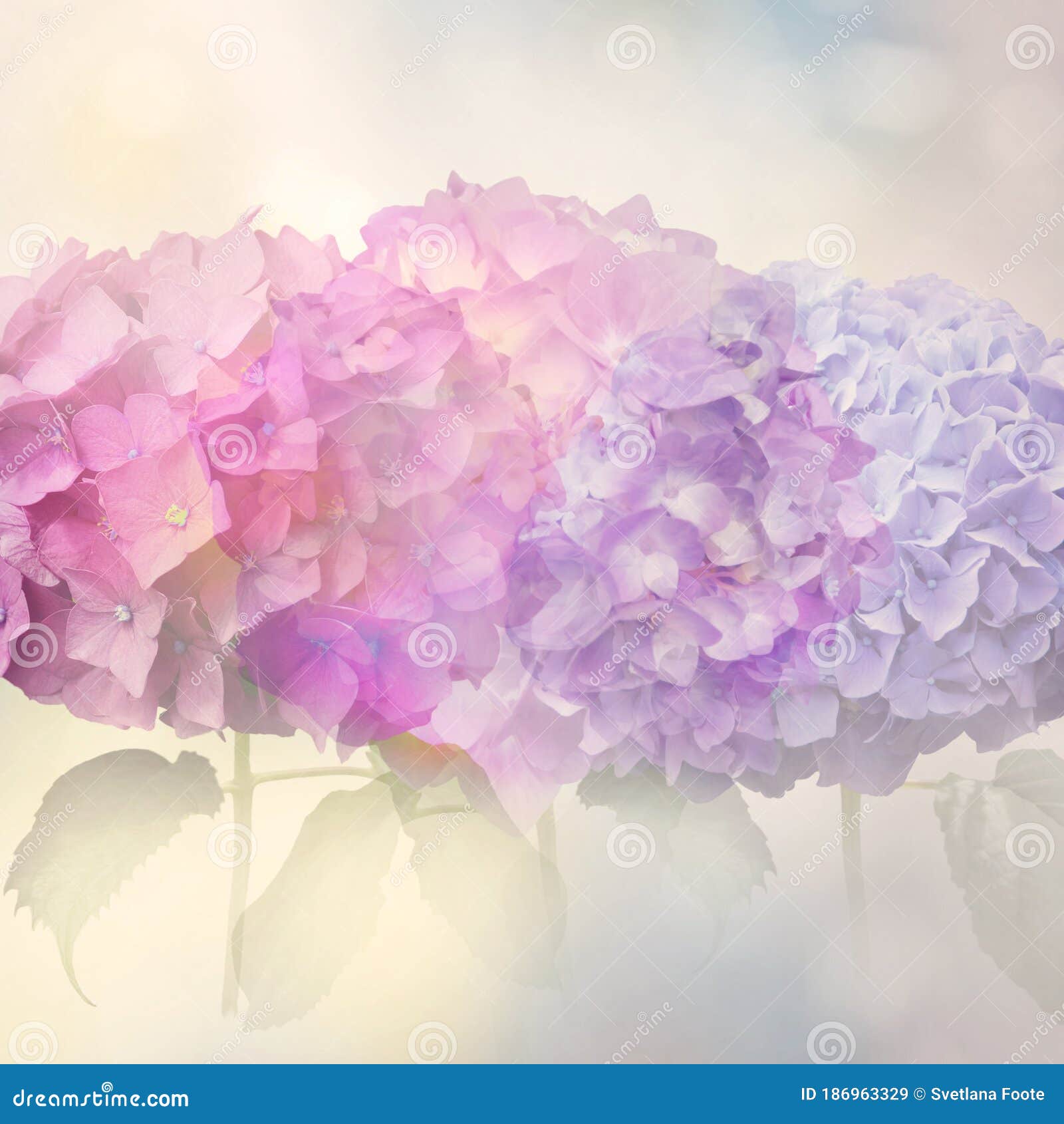 Colorful Hydrangea Flowers for Background Stock Image - Image of blue ...