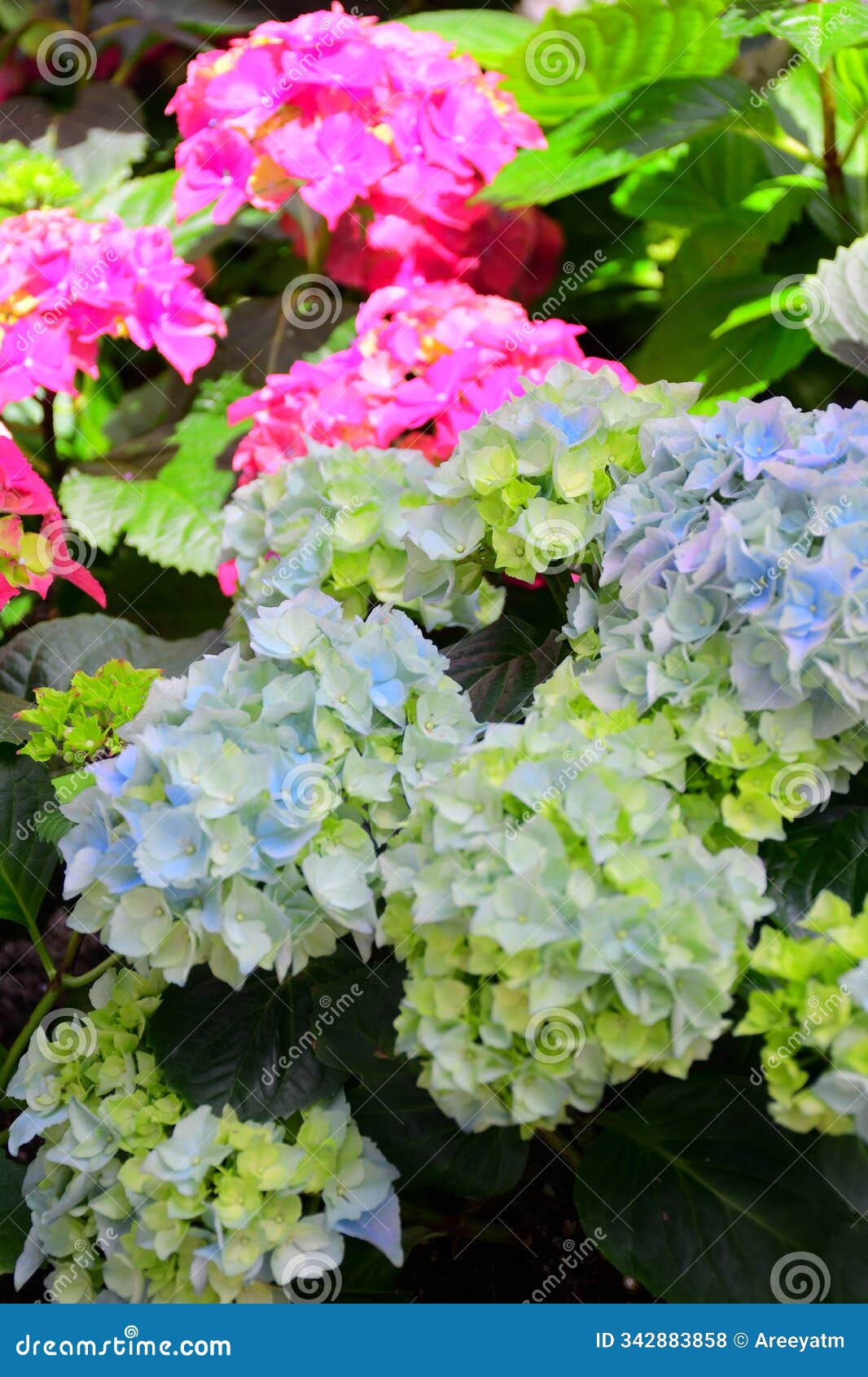 Colorful Hydrangea Flowers in Indoor Garden Dome Stock Photo - Image of ...