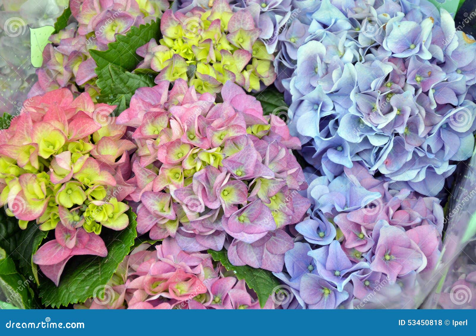 Colorful hydrangea flowers stock photo. Image of beauty - 53450818
