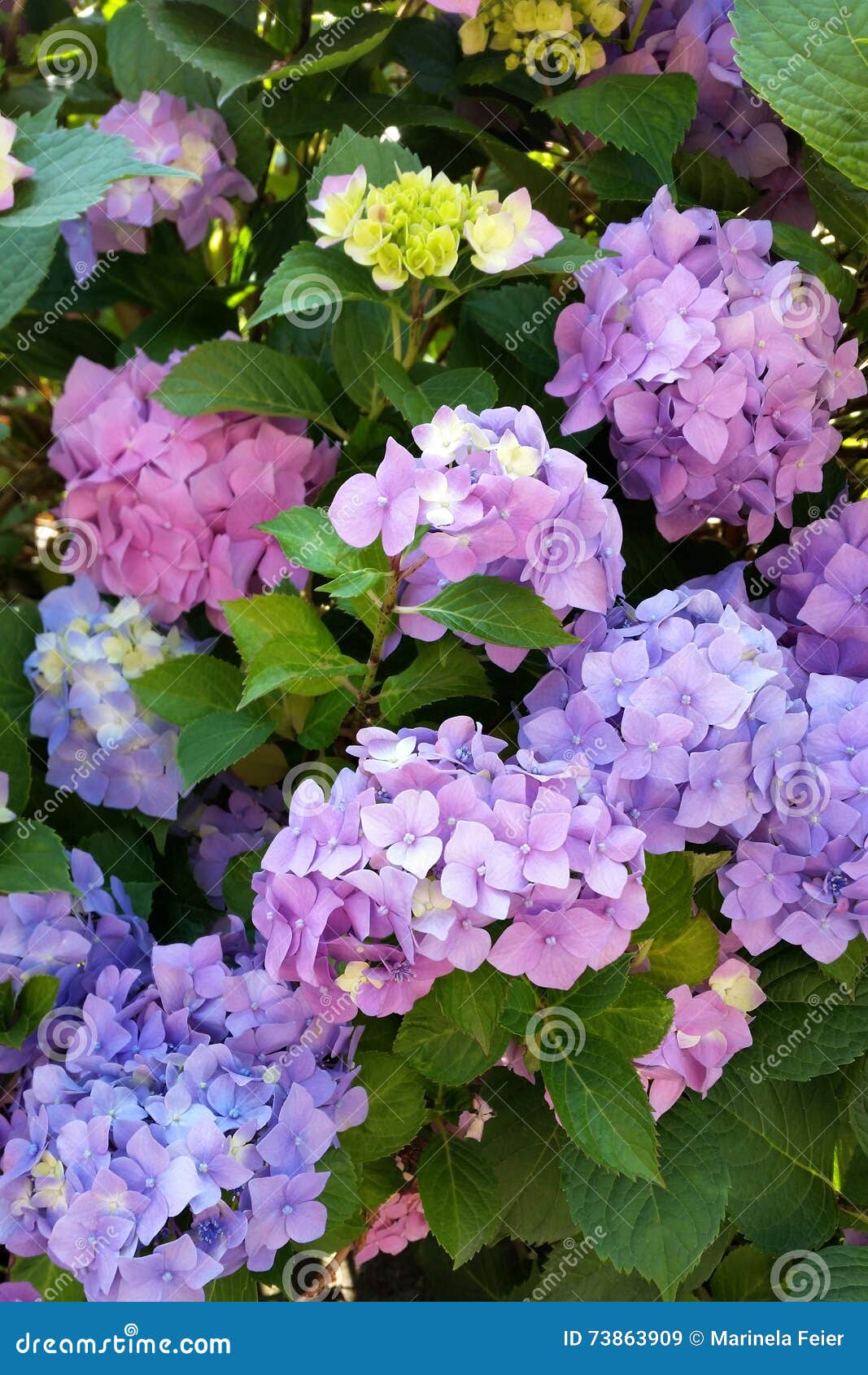 Colorful hydrangea stock image. Image of autumn, blue - 73863909