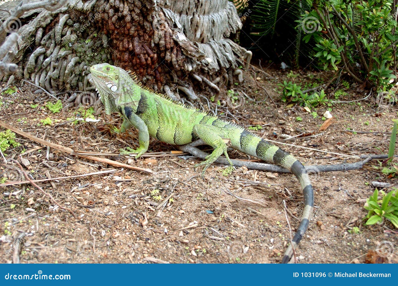 Colorful Iguana 1 stock photo. Image of mexico, jungles - 1031096