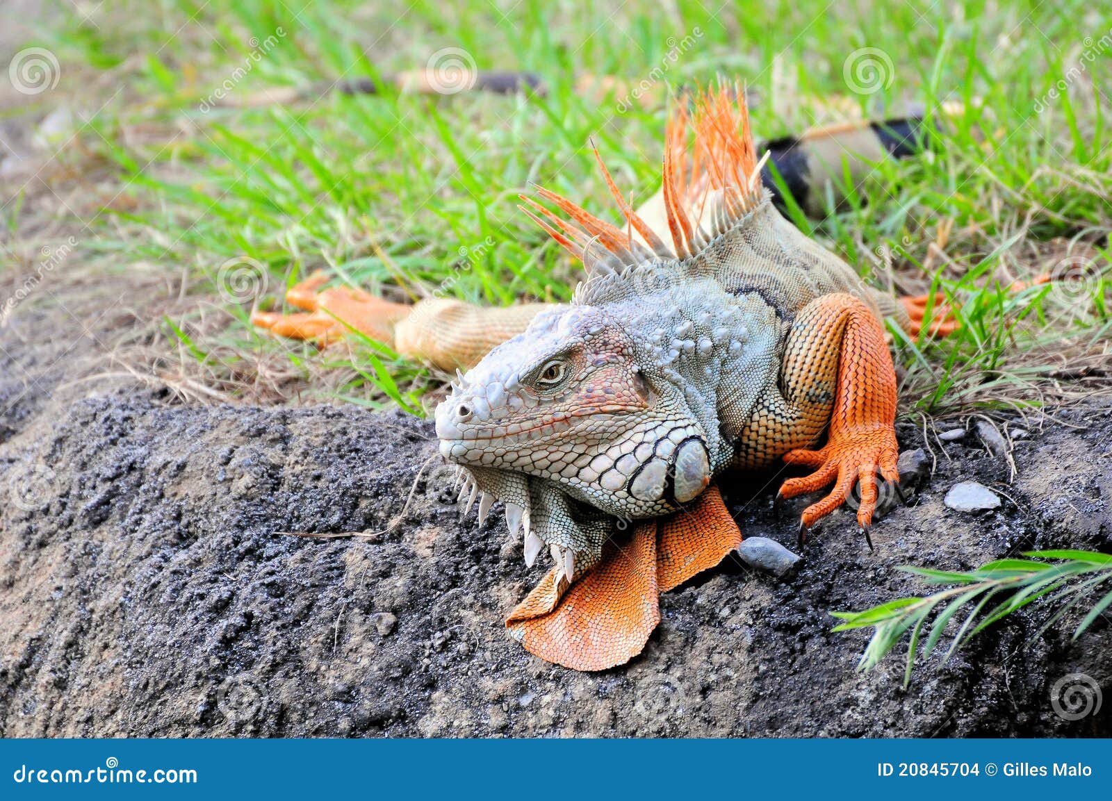 Colorful Iguana stock photo. Image of outdoors, colours - 20845704