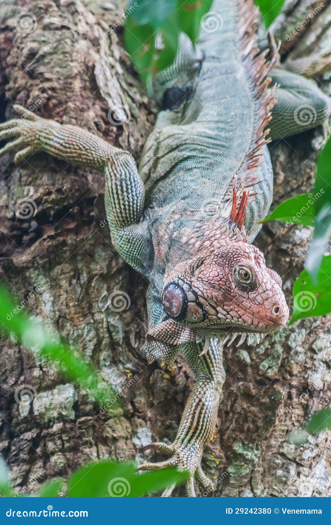 Colorful iguana stock photo. Image of head, nature, colorful - 29242380