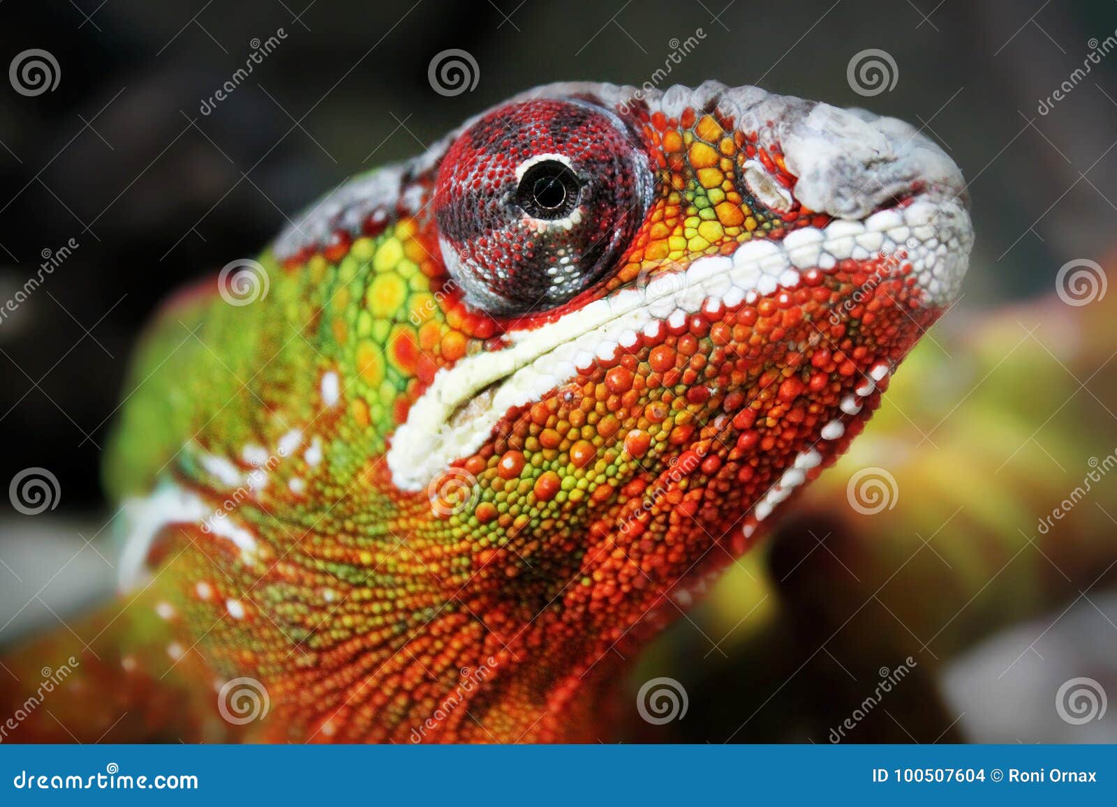 Colorful iguana stock photo. Image of iguana, closeup - 100507604