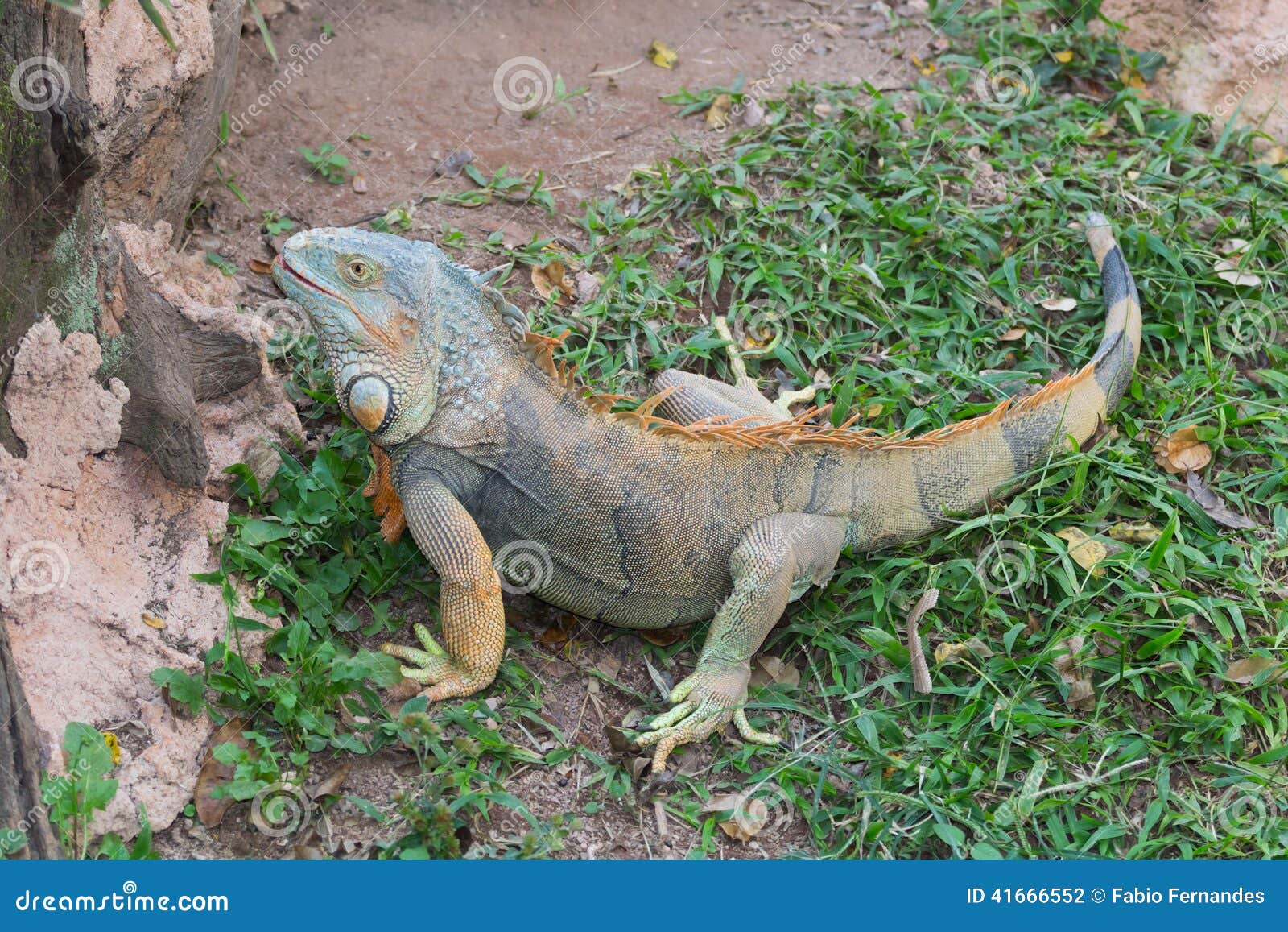 Colorful iguana stock photo. Image of pattern, lizzard - 41666552