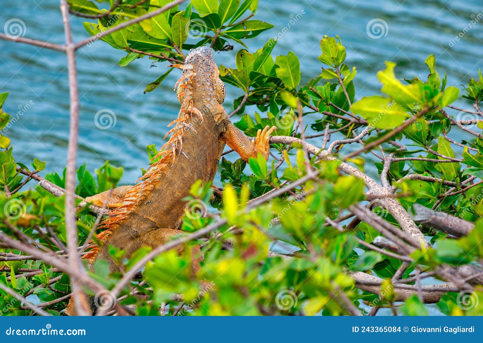 Colorful Iguana on the Tree in Florida Stock Photo - Image of tropical ...