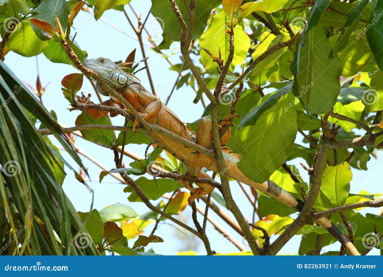 Colorful Iguana on a Tree stock image. Image of leguan - 82263921