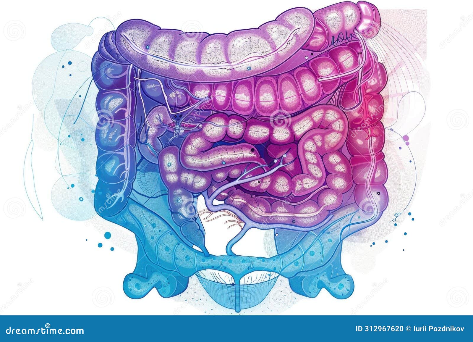 Colorful Illustration of the Human Digestive System on a White ...