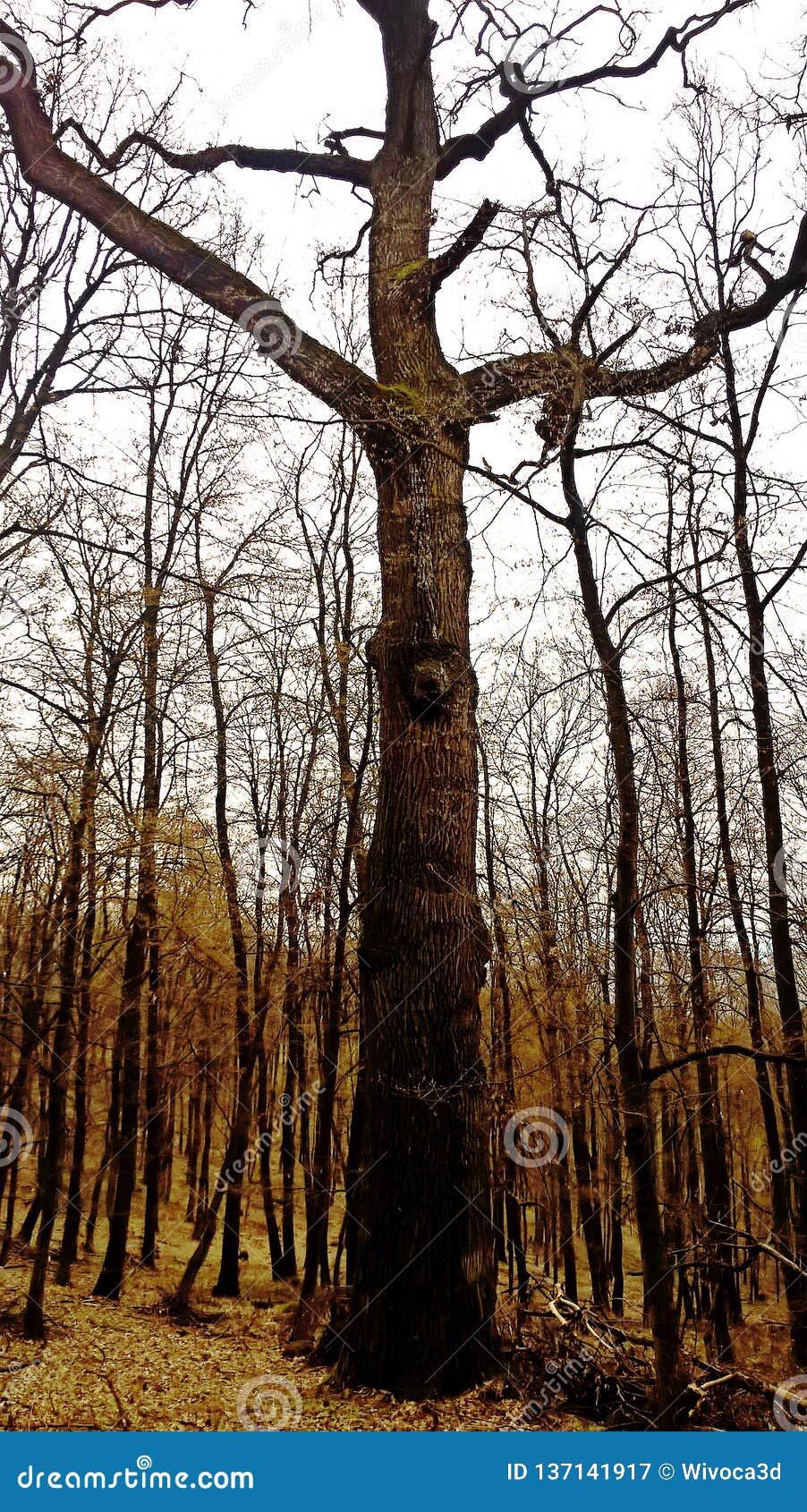 Large Old Tree in the Forest Stock Image - Image of forest, large ...