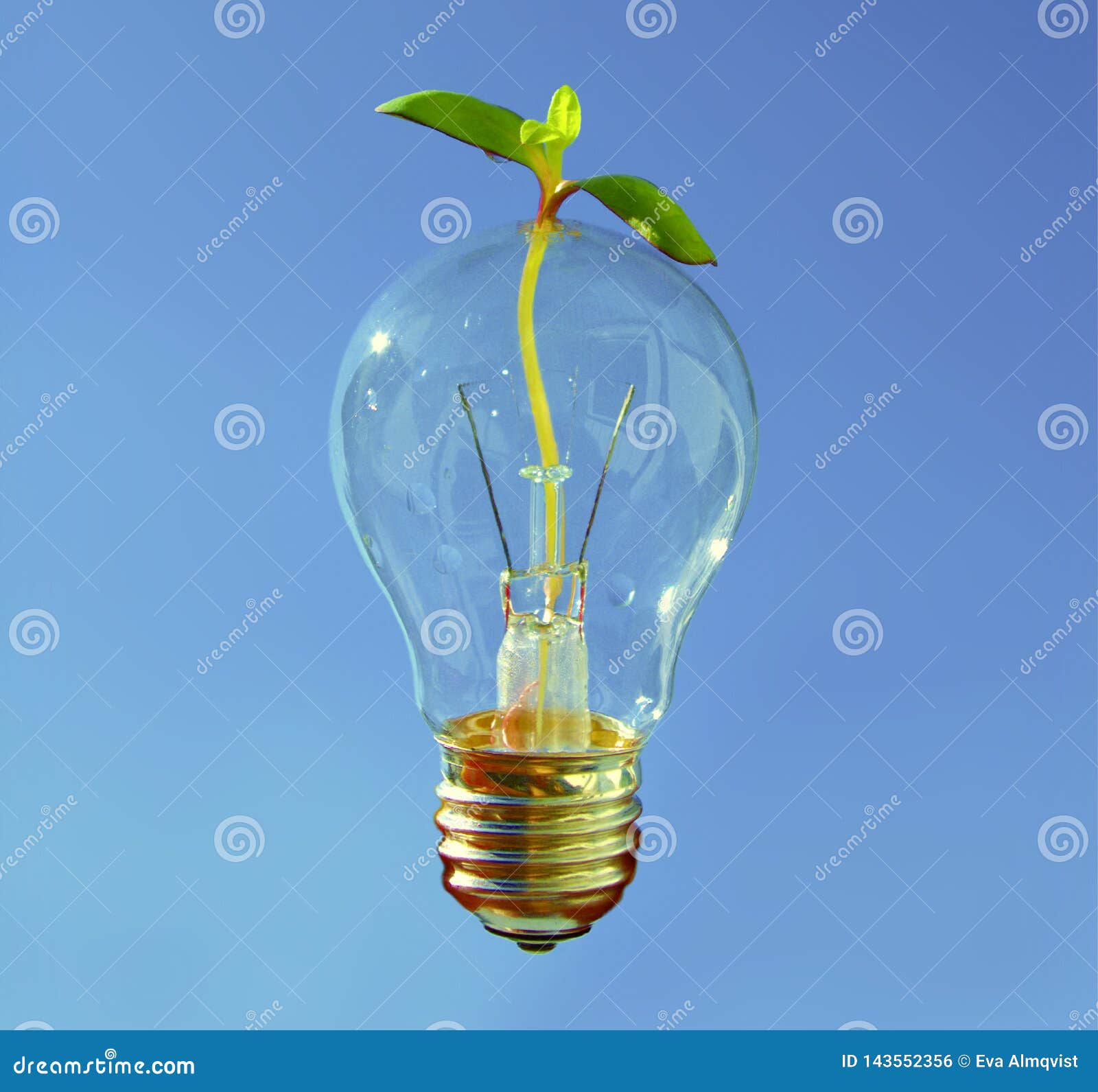 Light with Sprouts on Blue Sky. Stock Photo - Image of grow, seed ...