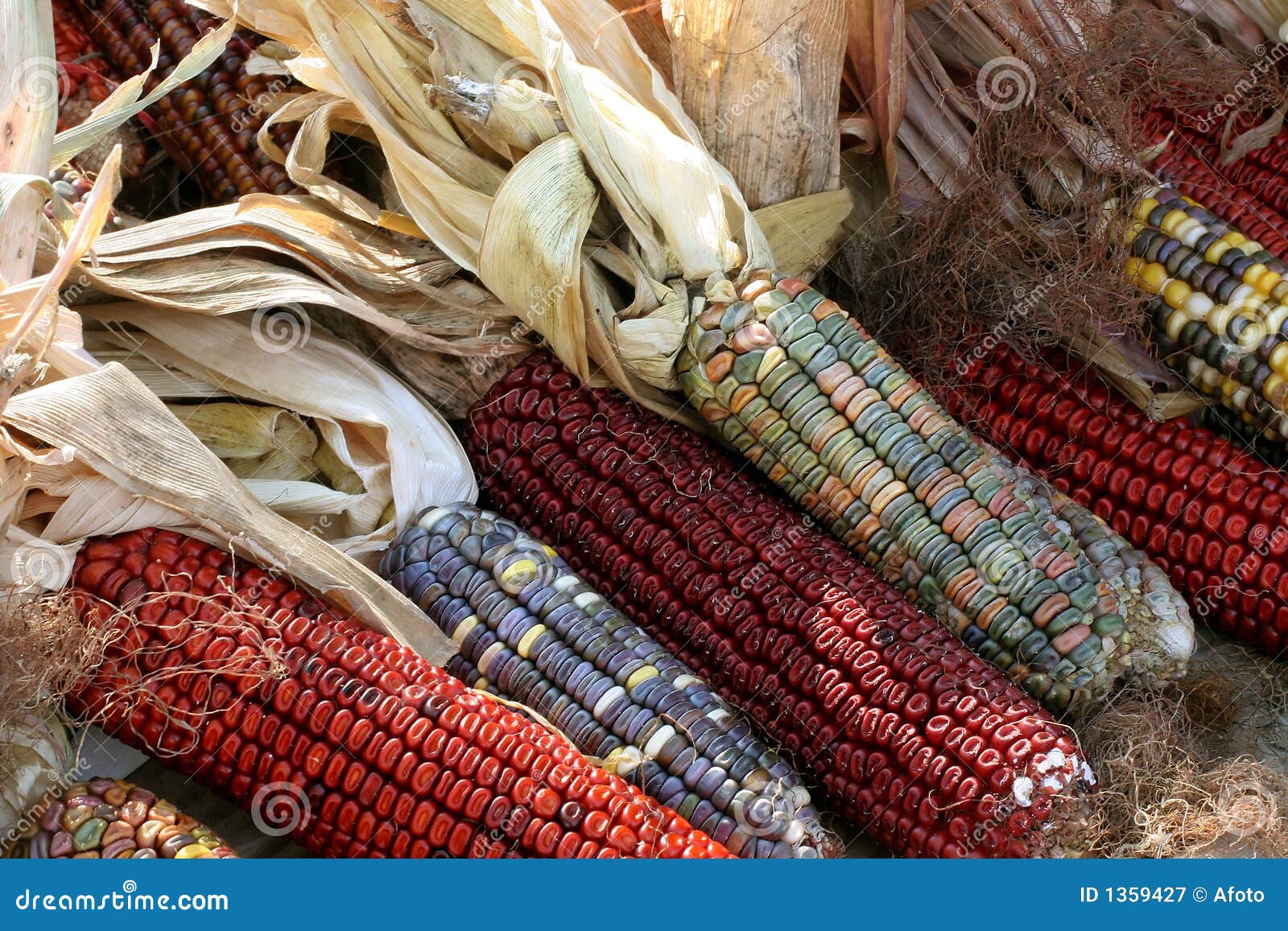 Colorful indian corn stock image. Image of green, blue - 1359427