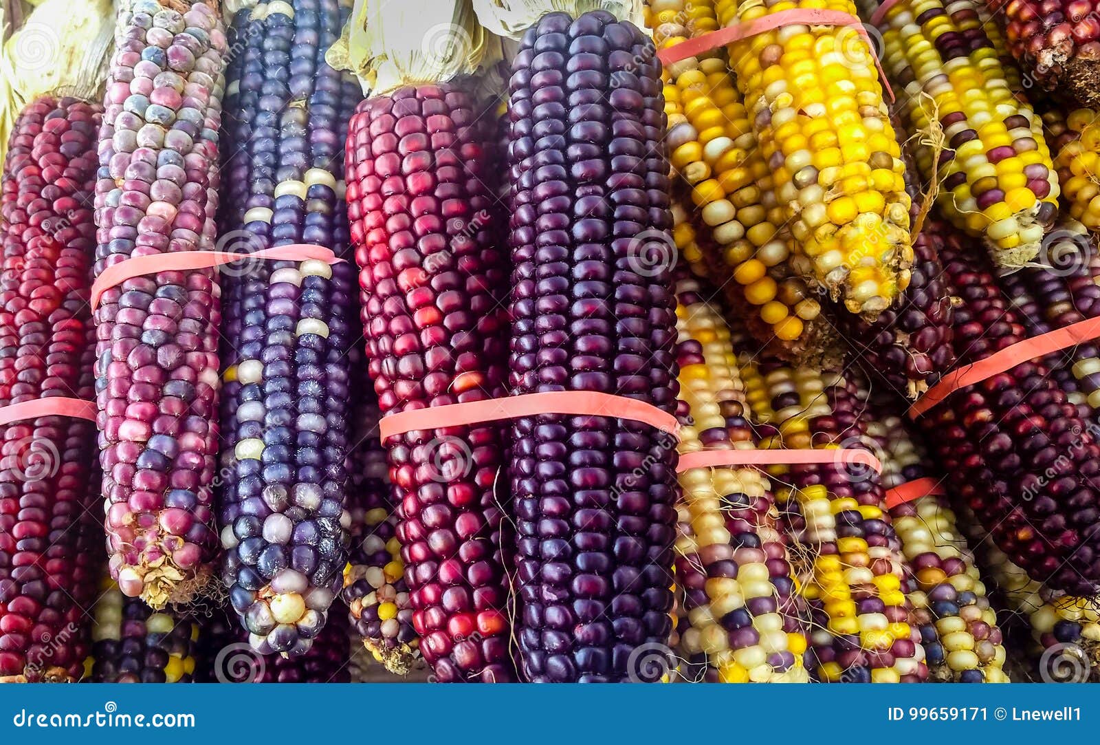 Colorful Indian Corn stock image. Image of pilgrim, decoration - 99659171