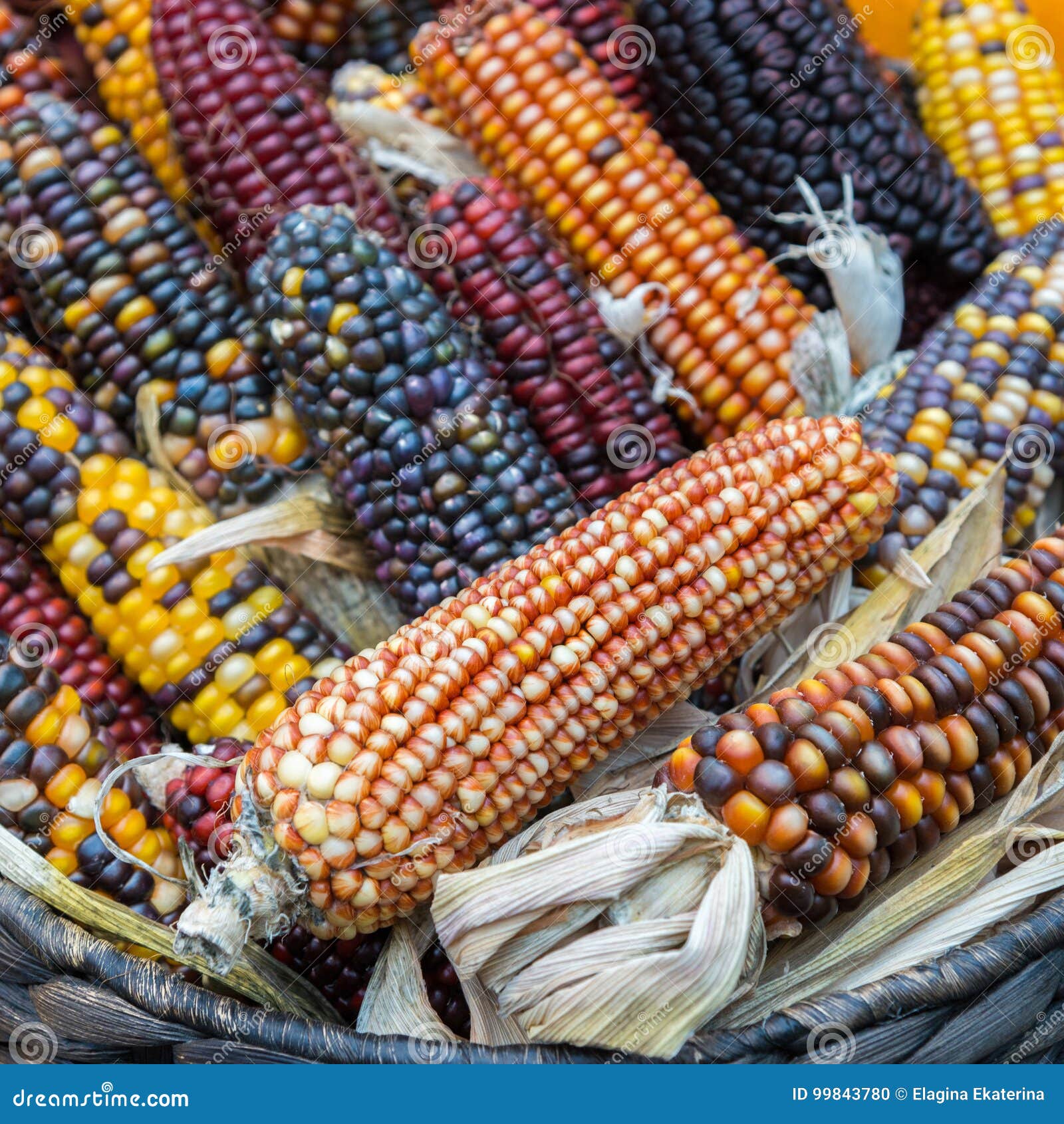 Colorful Indian Corn in a Basket Stock Photo - Image of december ...