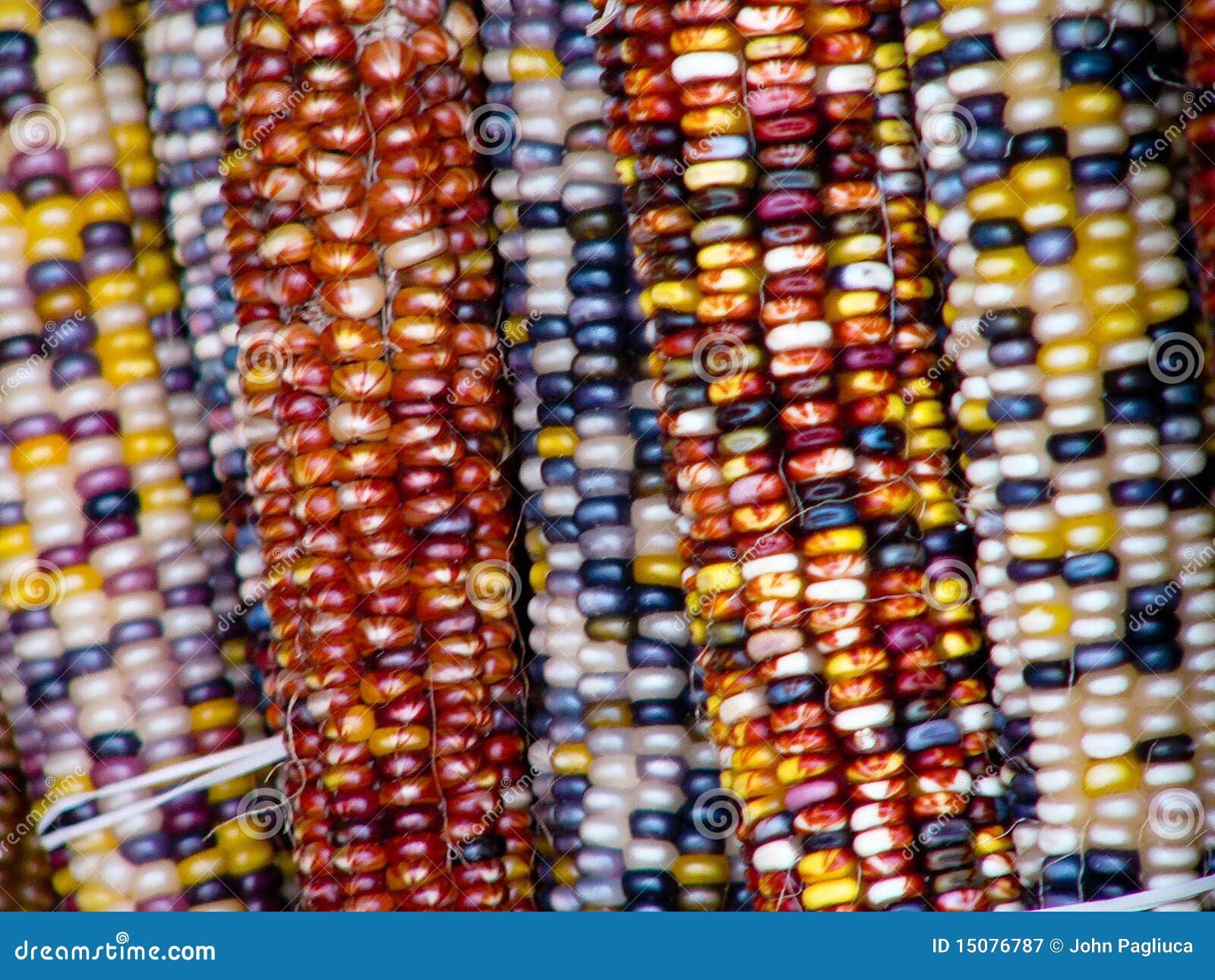 Colorful Indian Corn Hanging on Wooden Wall. Stock Image - Image of ...