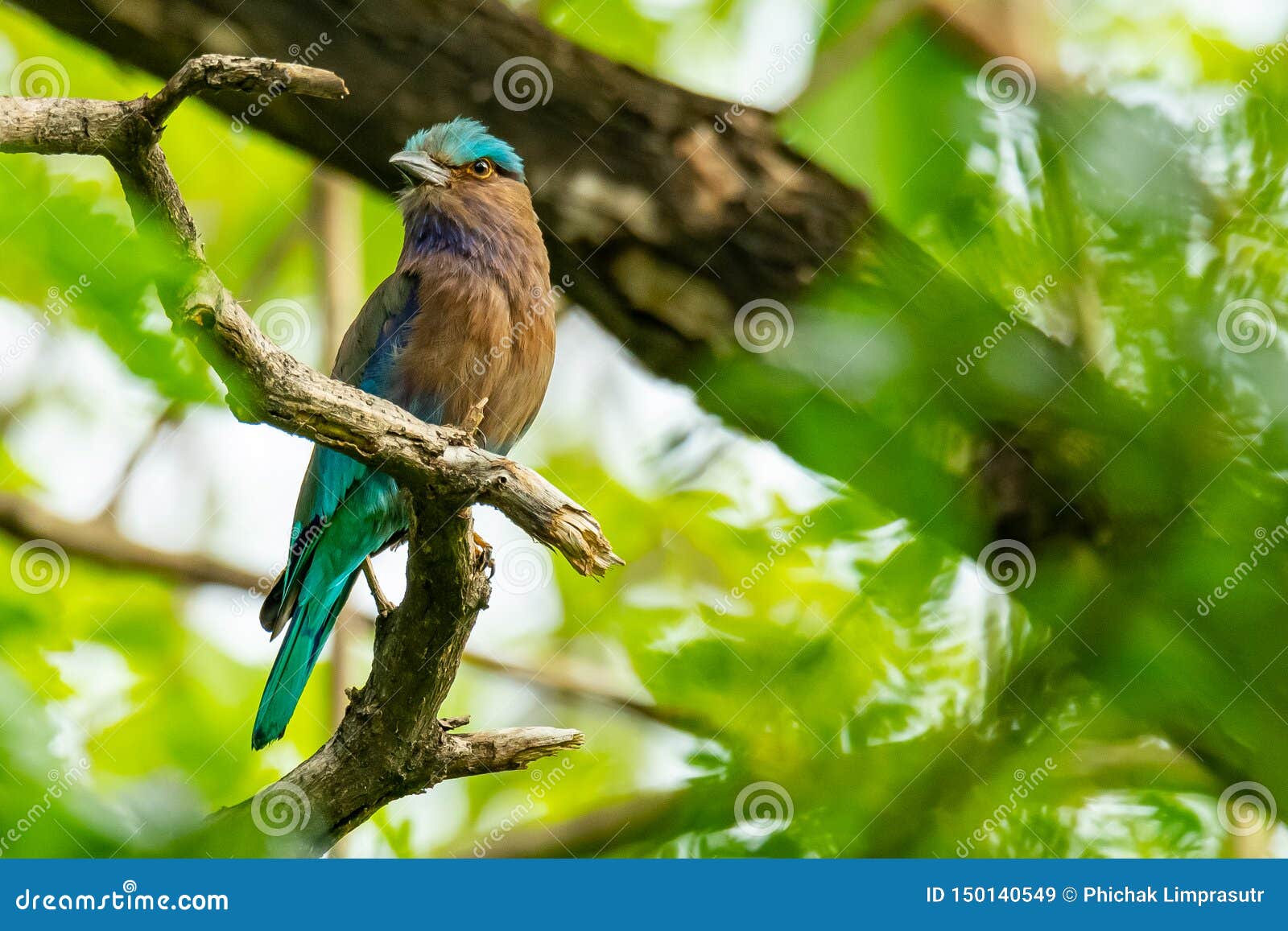 Colorful Indian Roller Perching on a Perch, Puffing Up Its Plumage ...