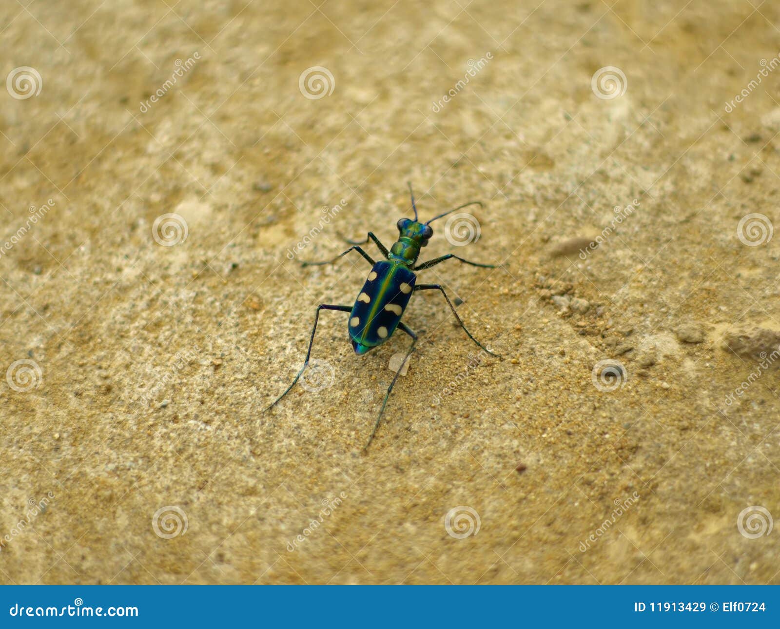 Colorful Insect stock image. Image of organism, insect - 11913429