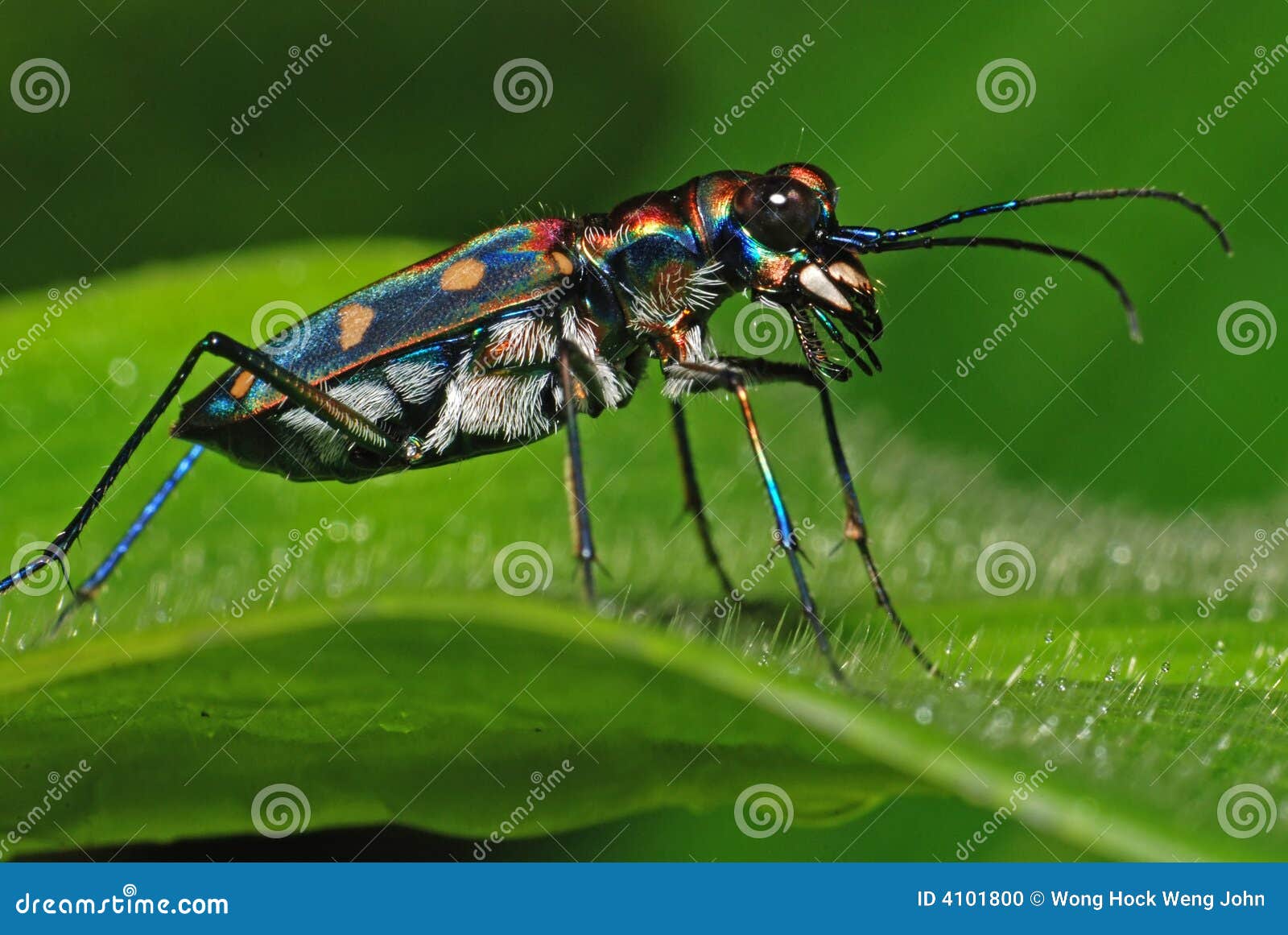 Colorful Insect in the Park Stock Photo - Image of tree, parks: 4101800