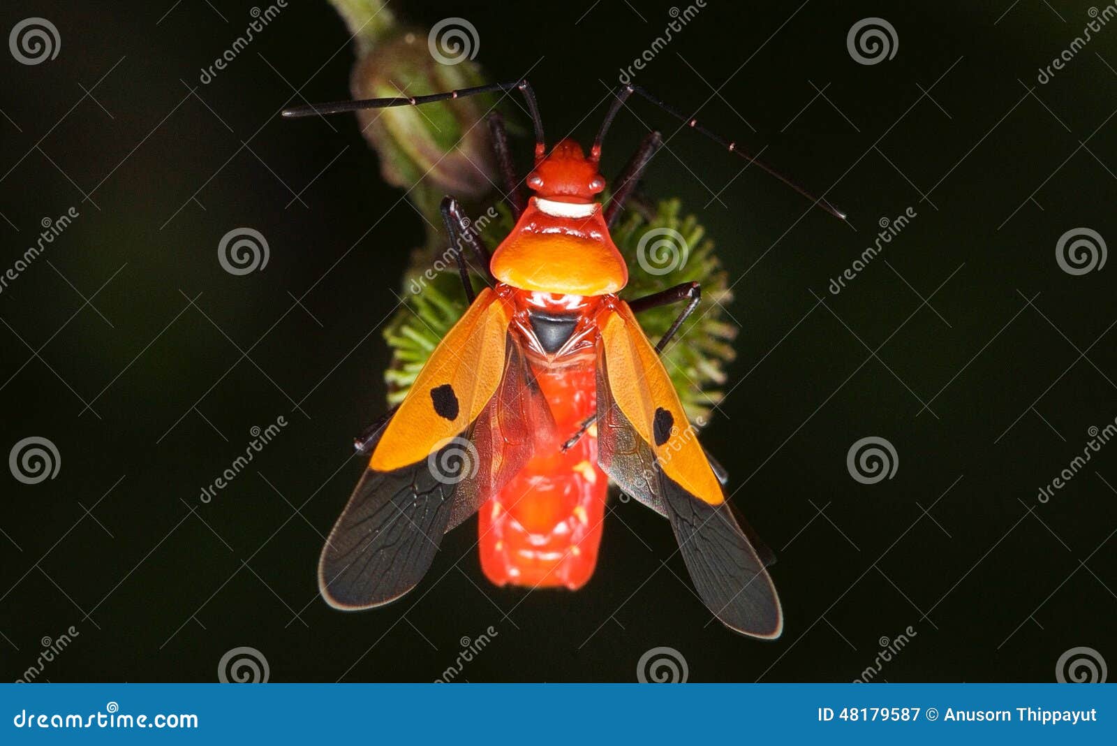 Colorful insect stock image. Image of spot, orange, wing - 48179587