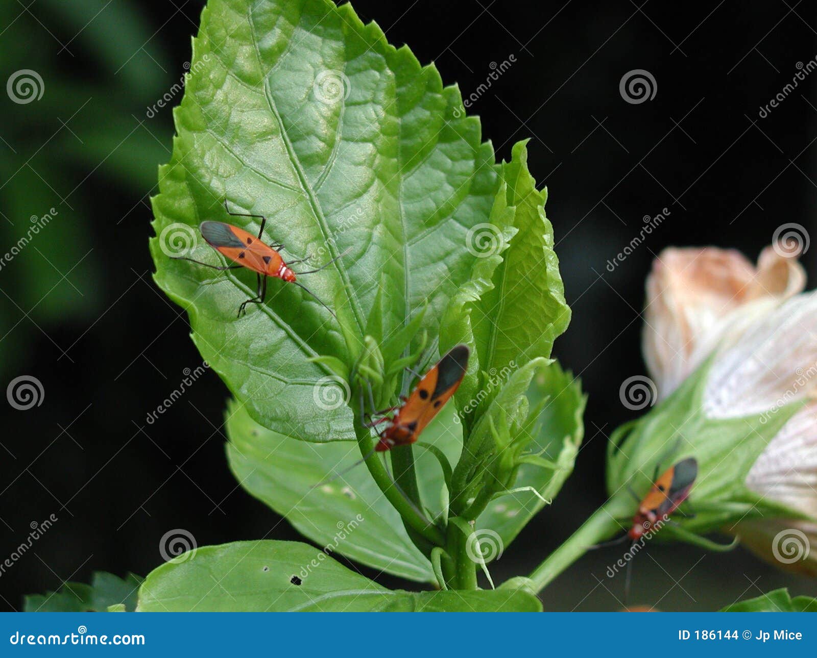 Colorful insects stock photo. Image of insects, plants - 186144