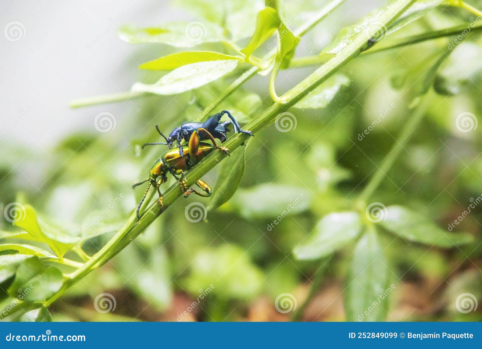 Colorful Insects Mating on a Branch in the Forest Stock Image - Image ...
