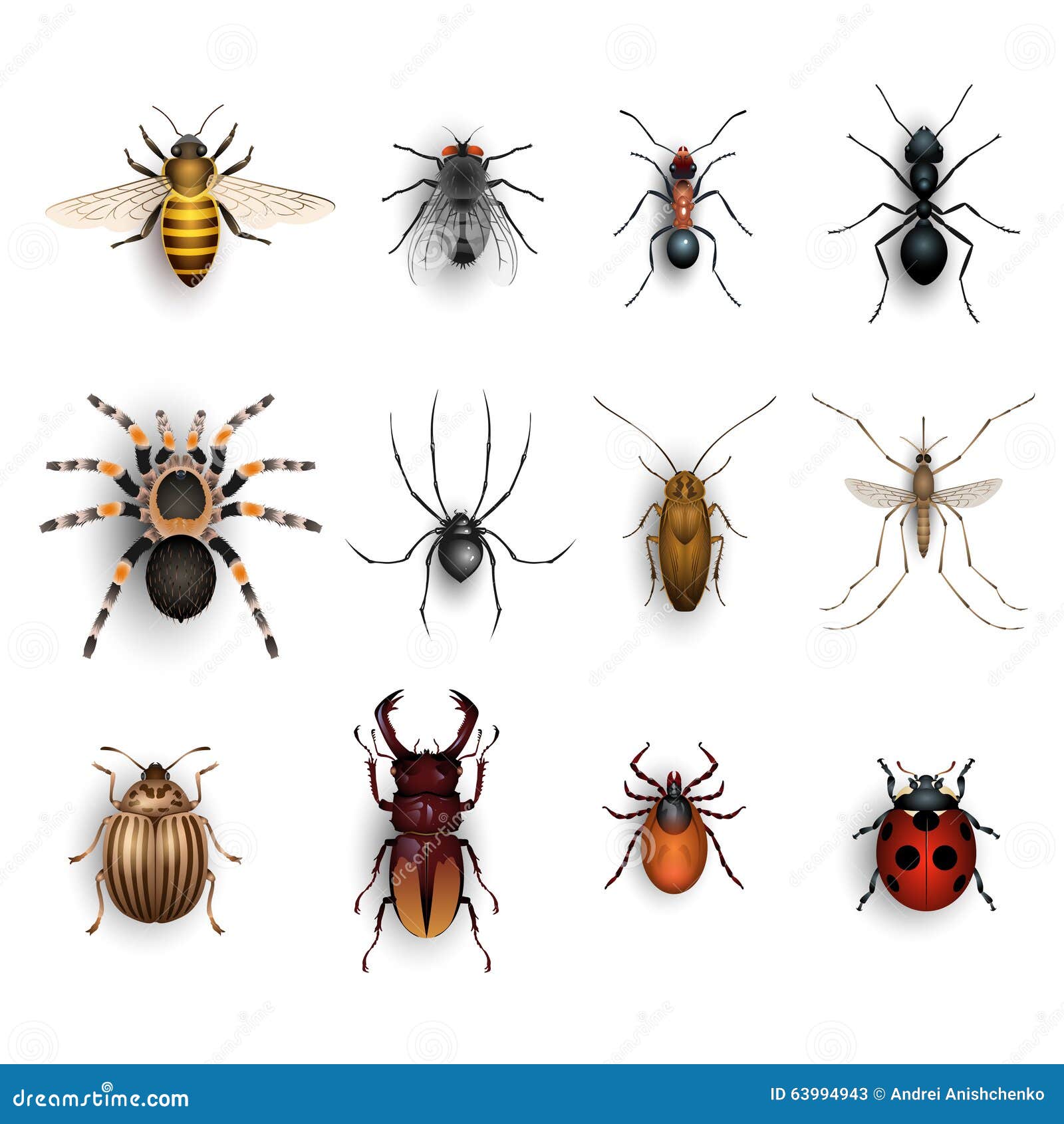 Colorful Insects Vector Biology Collection | CartoonDealer.com #62476375