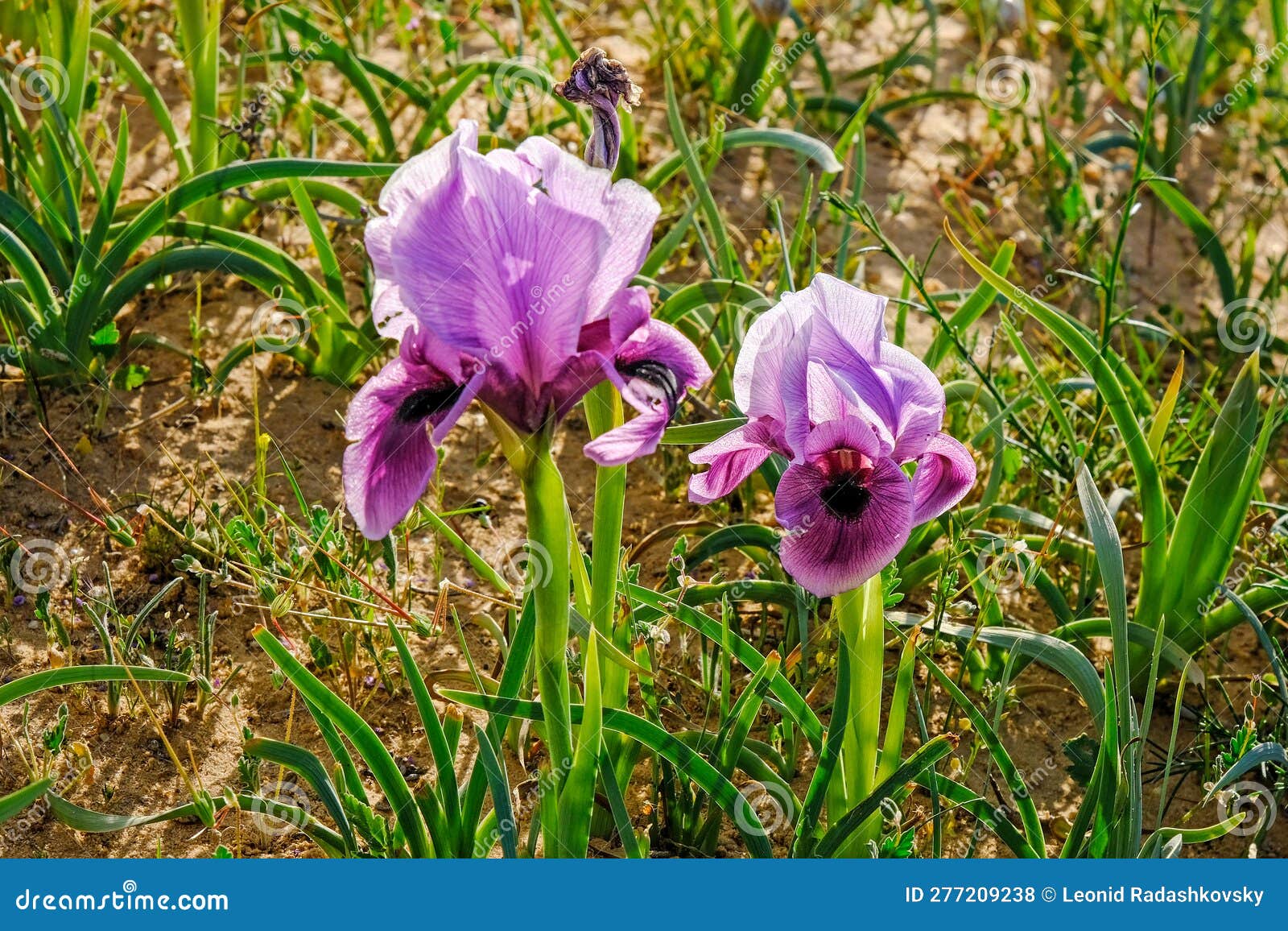 Colorful Iris Flowers Close Up in Field Stock Photo - Image of purple ...