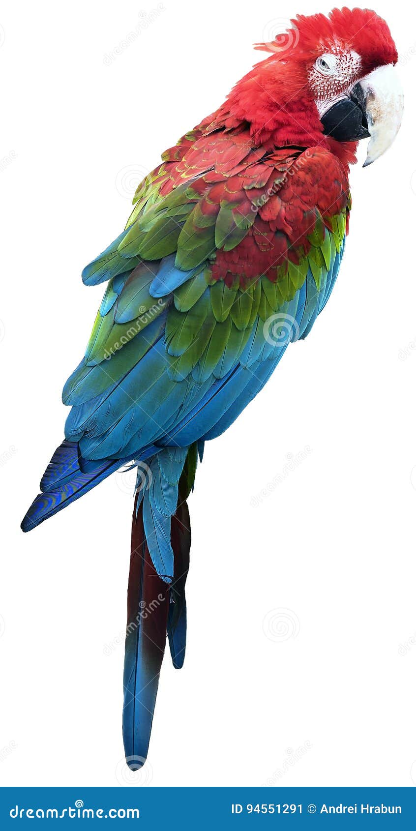 Colorful isolated parrot. stock image. Image of isolated - 94551291