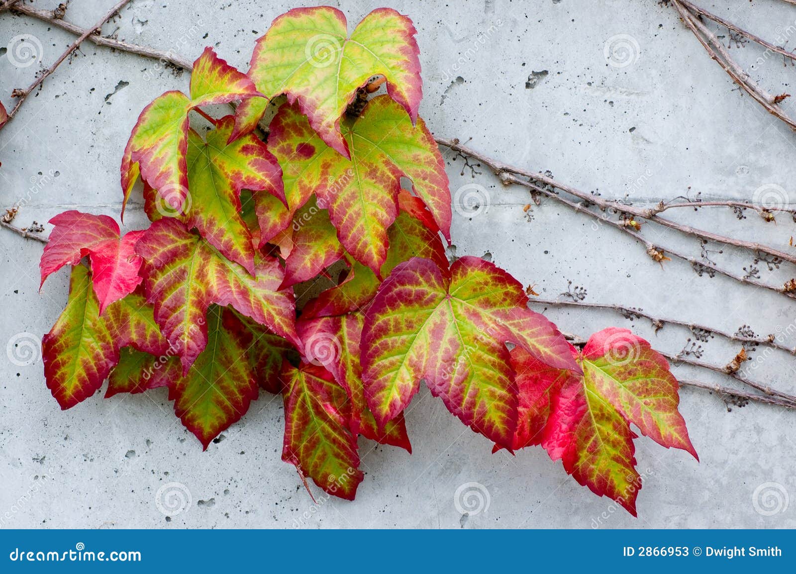 Colorful Ivy stock image. Image of climbing, parthenocissus - 2866953