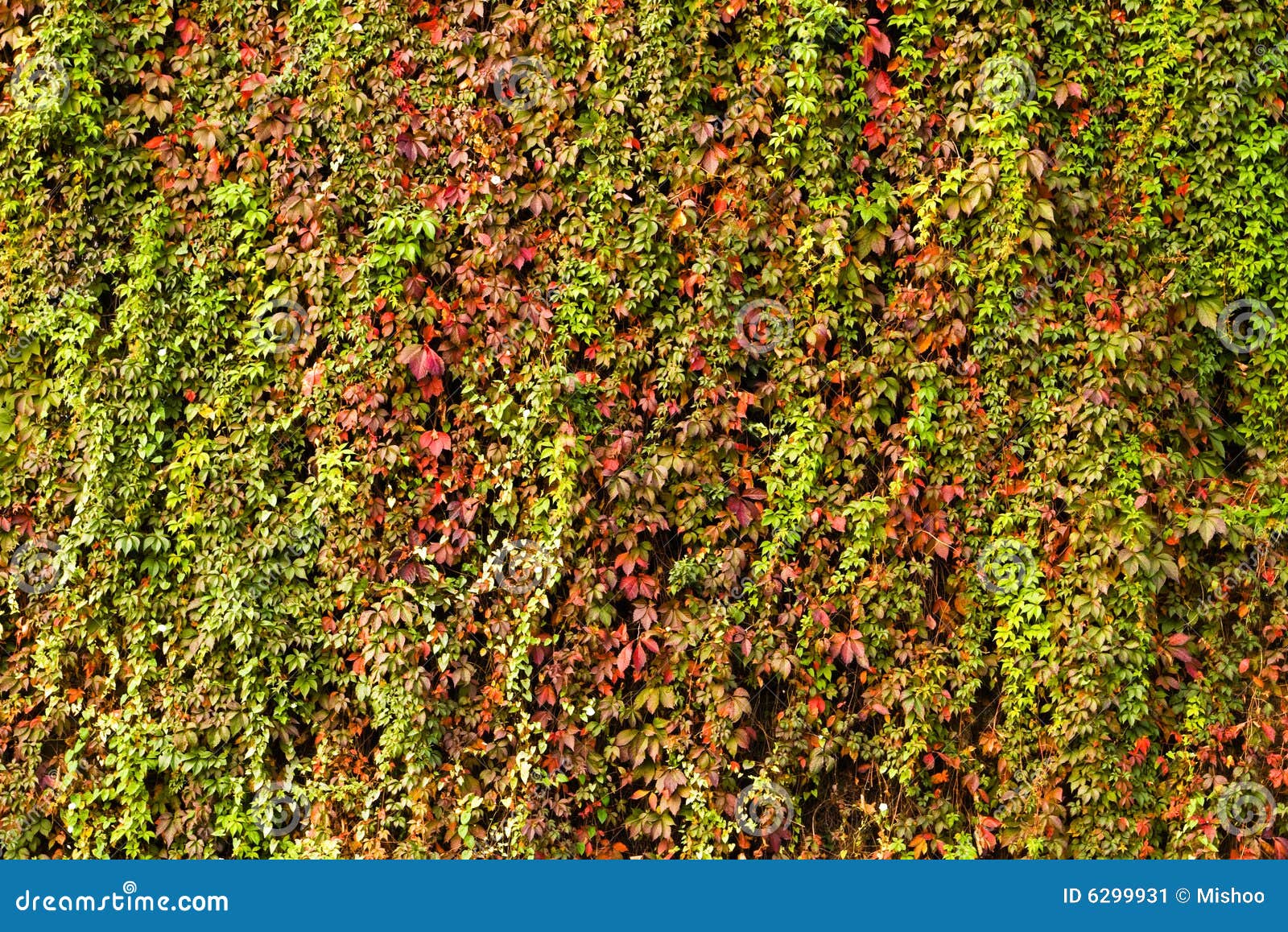 Colorful ivy stock image. Image of wall, detail, botany - 6299931