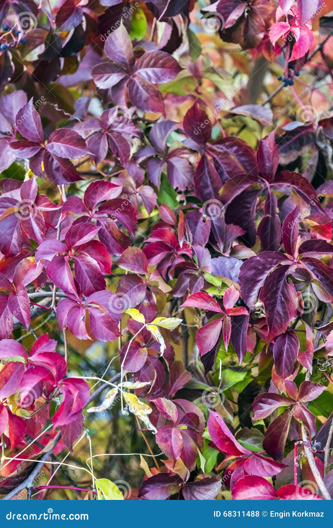 Colorful ivy leaves stock photo. Image of creeper, autumn - 68311488