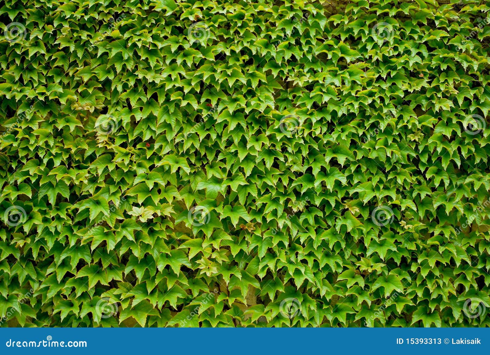 COLORFUL IVY LEAVES in FALL Stock Image - Image of backdrop, color ...