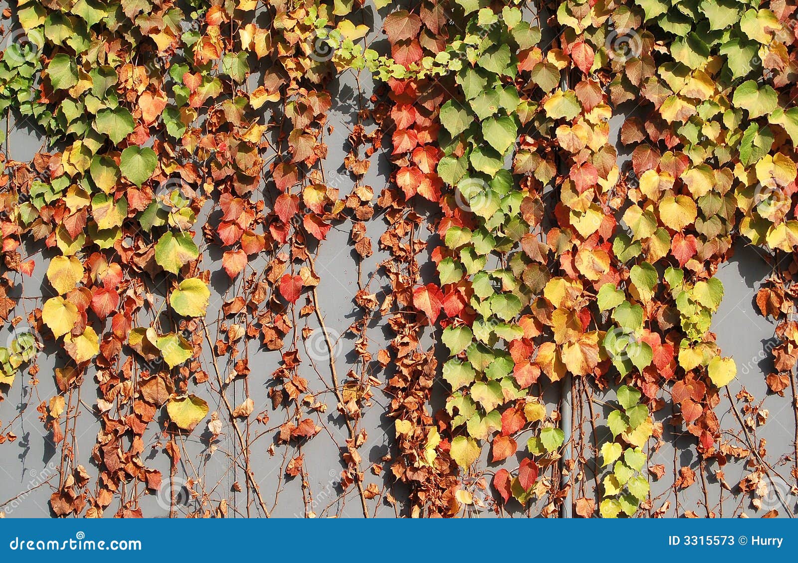 Colorful Ivy Leaves in Fall Stock Image - Image of autumn, beautiful ...