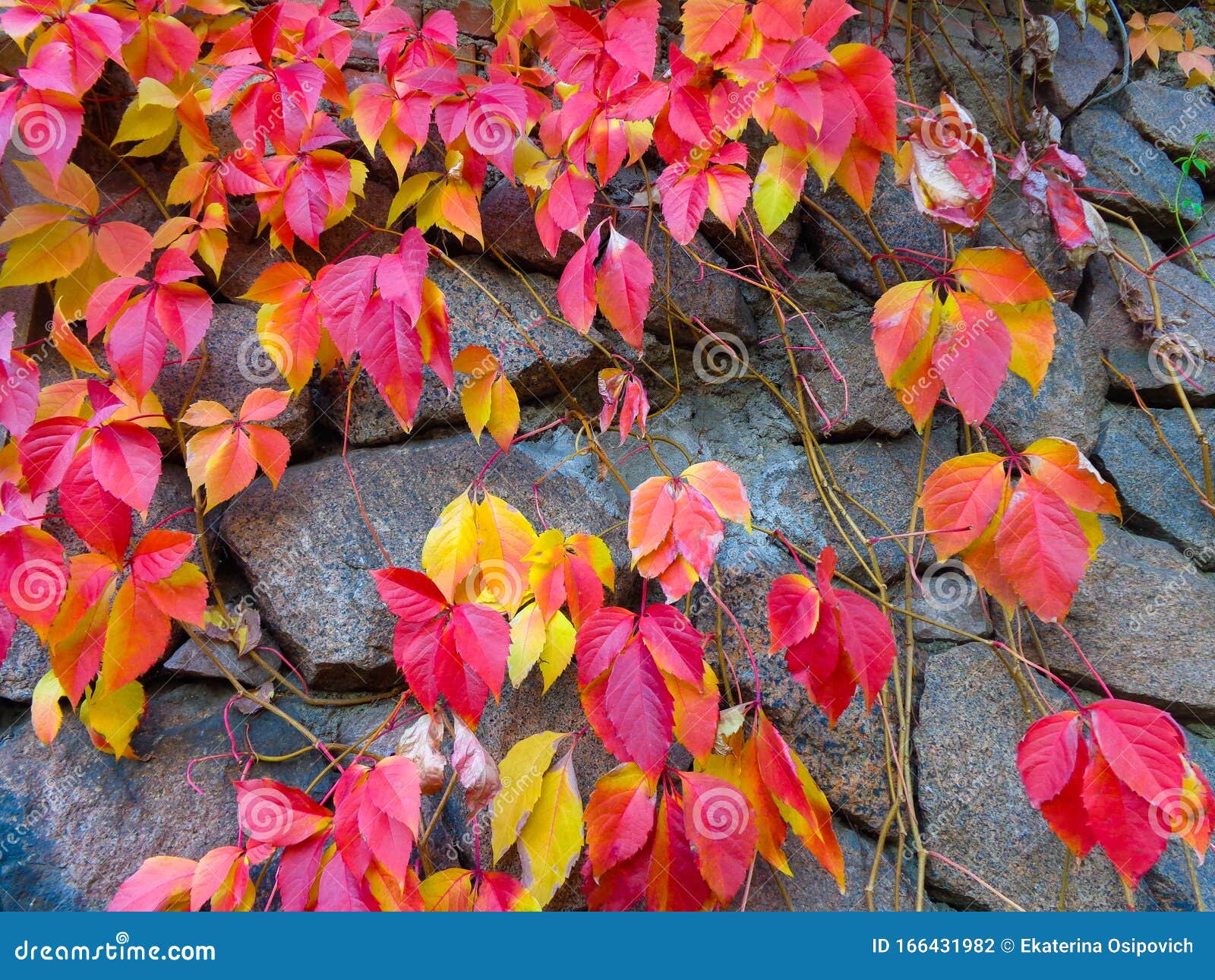 Colorful Ivy Leaves Hanging on a Wall. Stock Photo - Image of nature ...