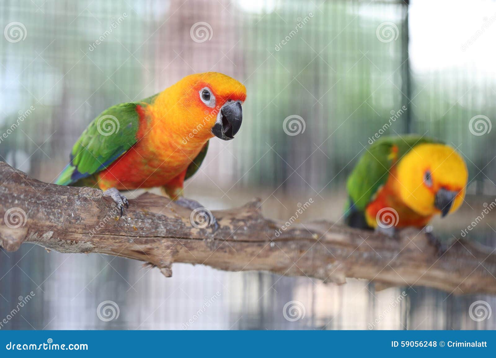 Colorful Jandaya or Jenday Conure Stock Photo - Image of orange, nature ...