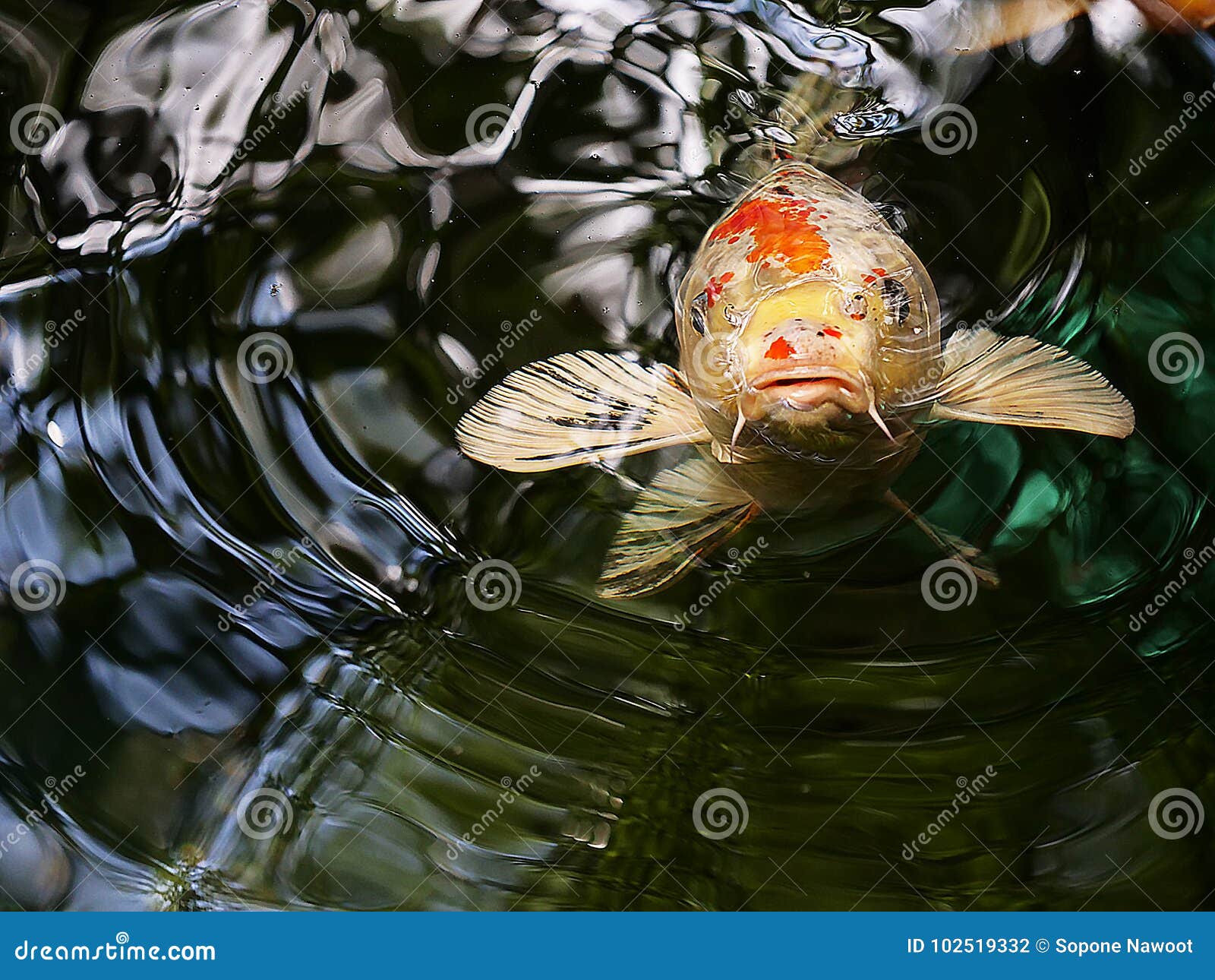 Japanese carp stock photo. Image of background, nature - 102519332