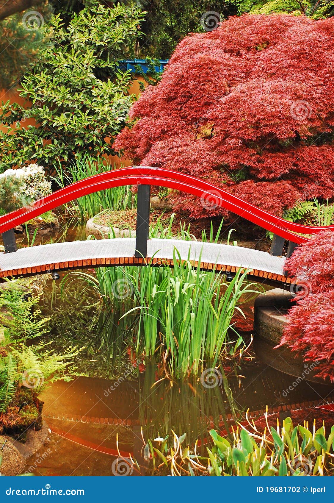 Colorful japanese garden stock photo. Image of botanical - 19681702