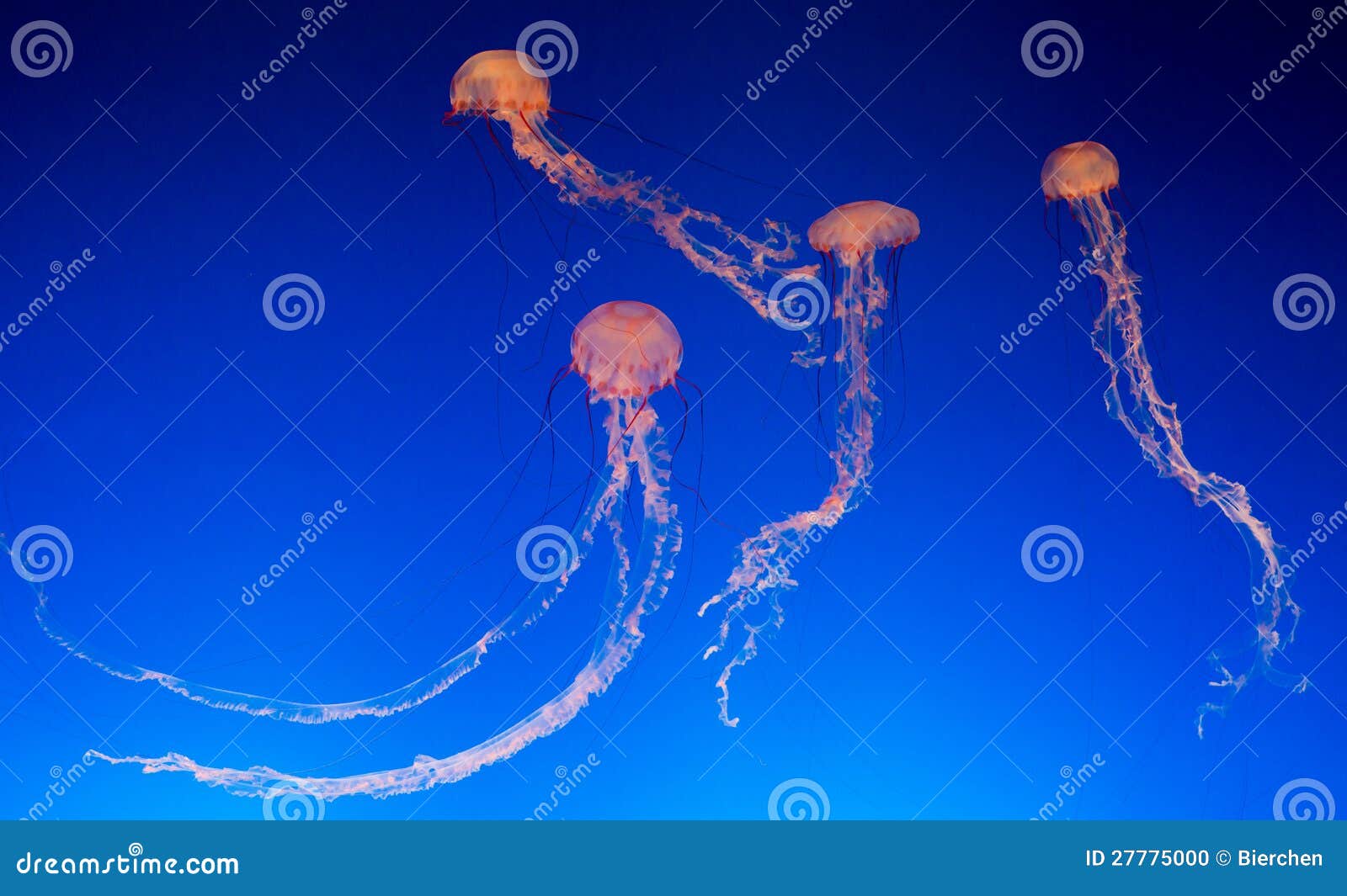 Colorful jellyfish stock photo. Image of jelly, clear - 27775000