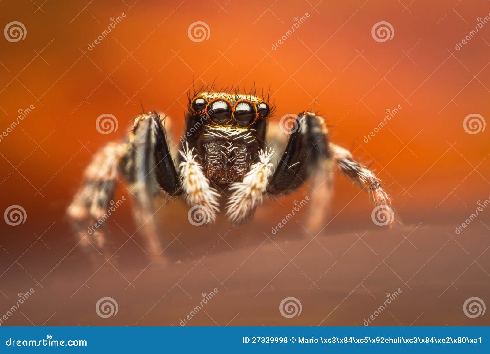 High Magnification of a Colorful and Small Jumping Spider Against Soft ...