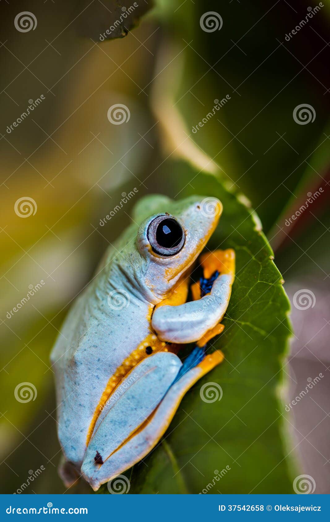 Colorful Jungle Theme with Frog, Vivid Colors Stock Photo - Image of ...