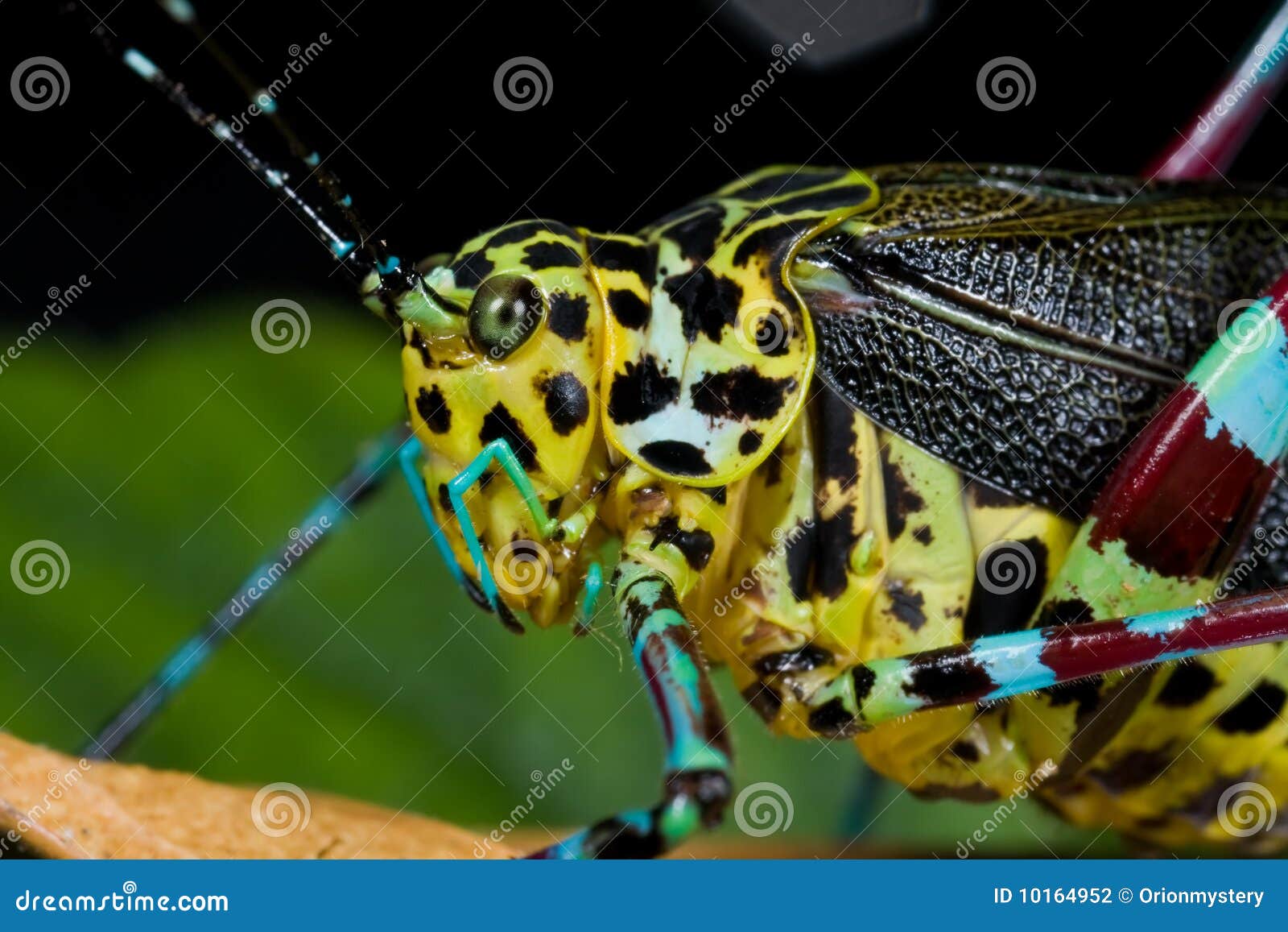 Colorful Katydid/bush Cricket Stock Photo - Image of closeup, wildlife ...
