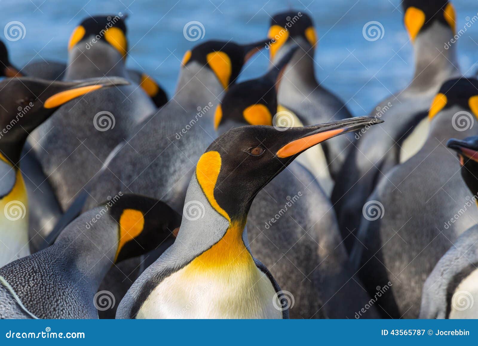Colorful King Penguin Closeup Stock Image - Image of harmony, community ...